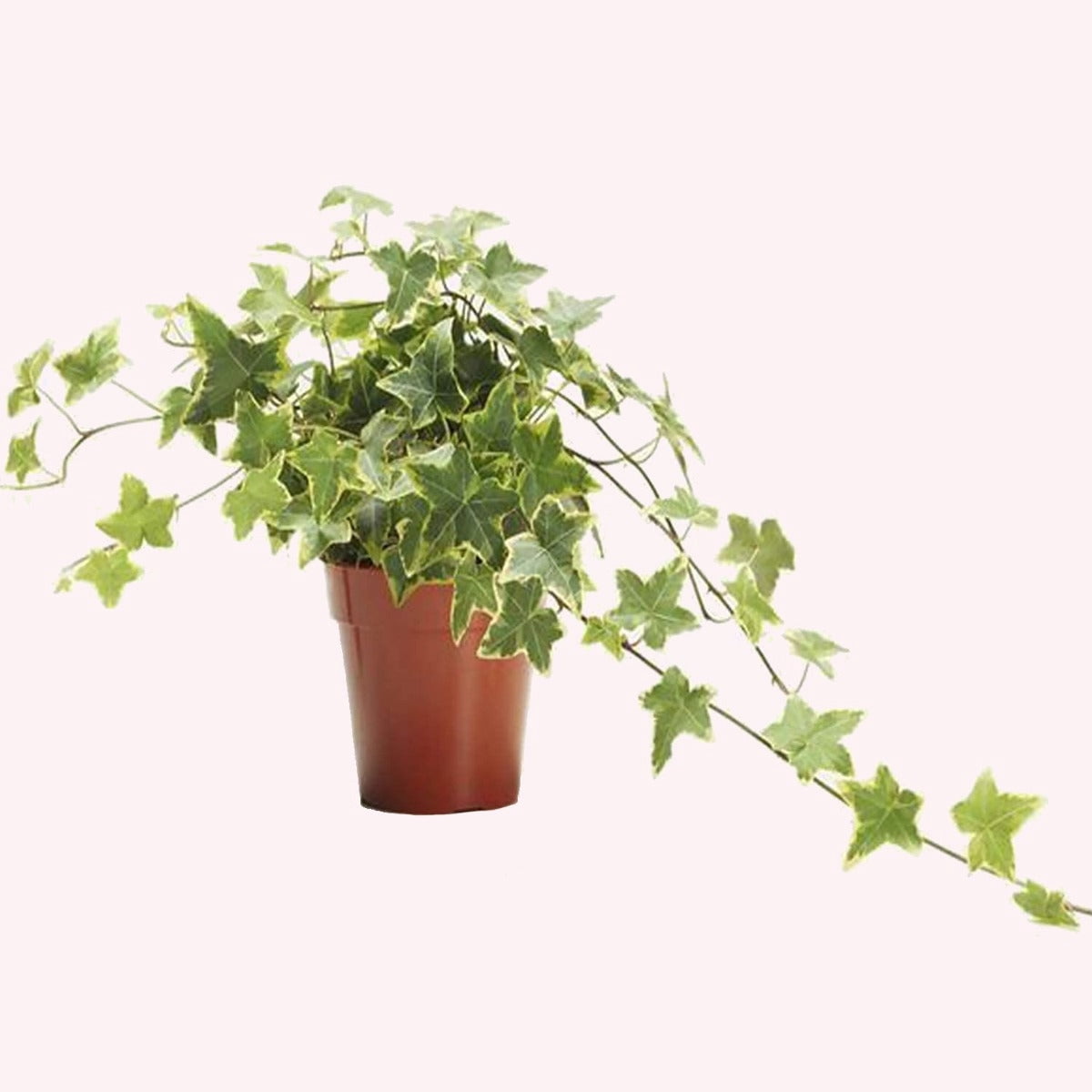 American Plant Exchange Variegated English Ivy, Vining Live Plant, 6 ...