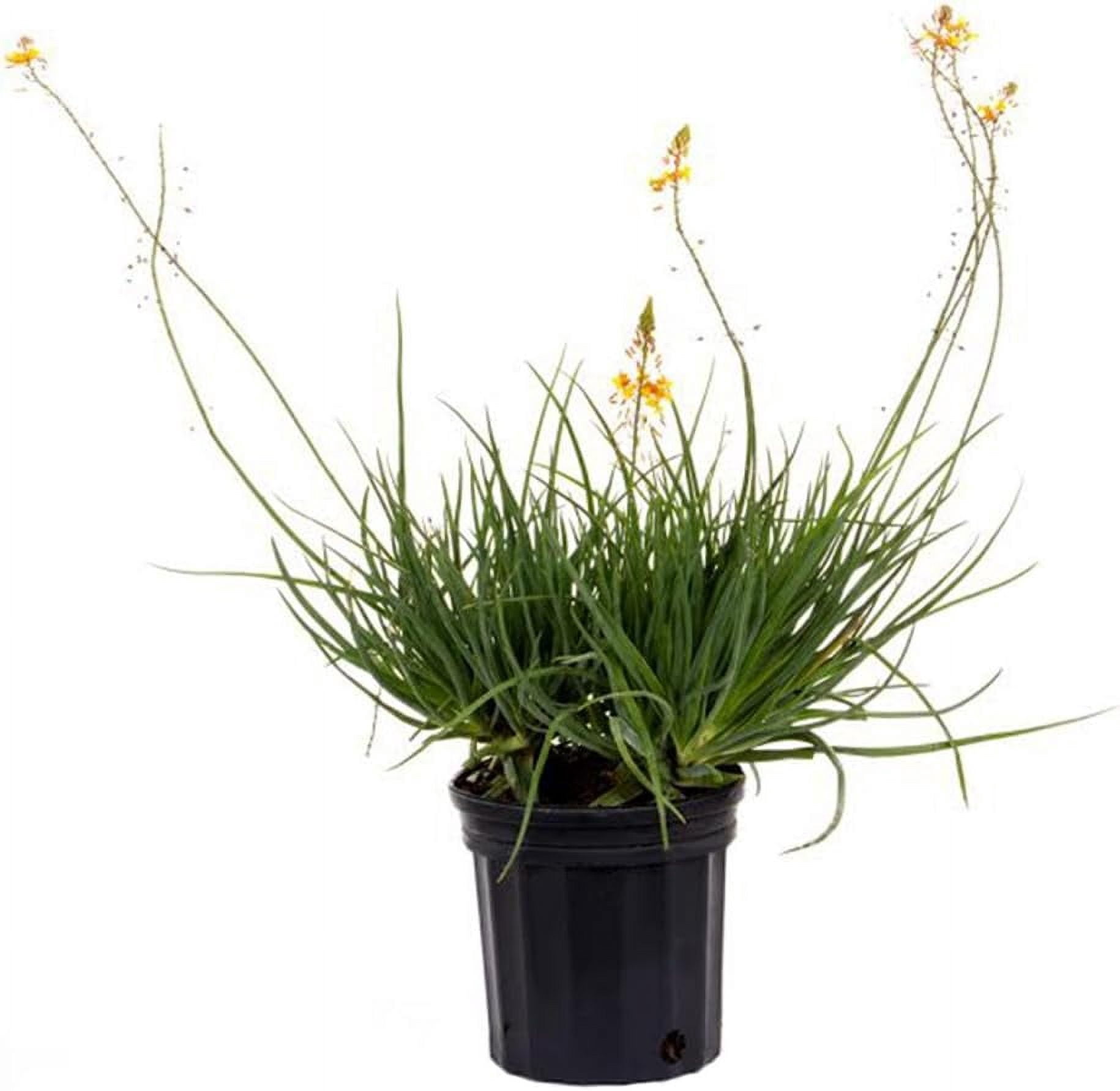 American Plant Exchange Yellow Bulbine, 6-Inch Pot, Flowering Landscape ...