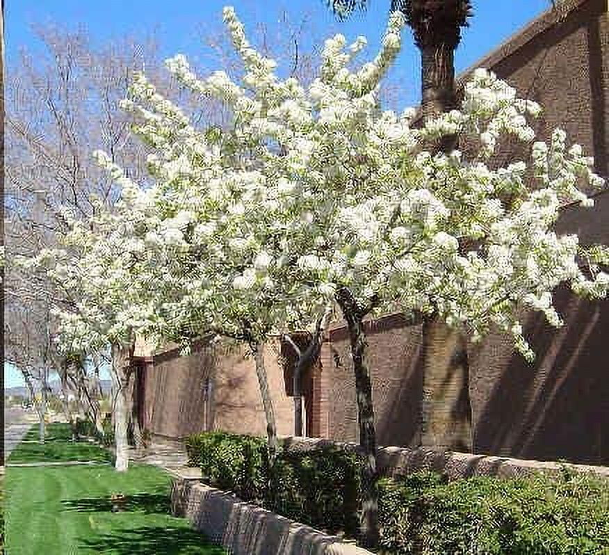 CZ Grain American Plum Tree Seedlings, Prunus Americana, Wild Species ...