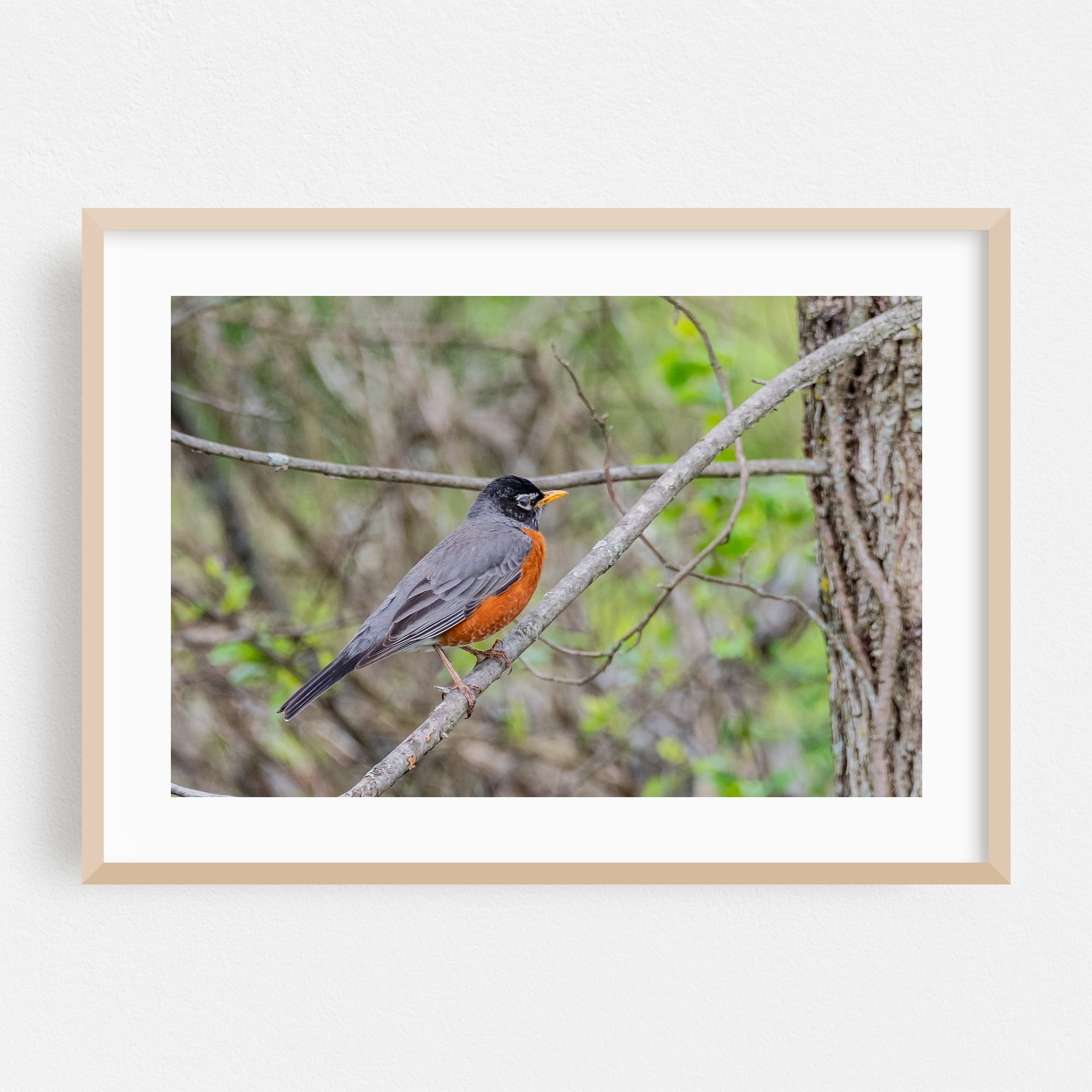 American Robin at Gettysburg Battlefield - Gettysburg Pennsylvania ...
