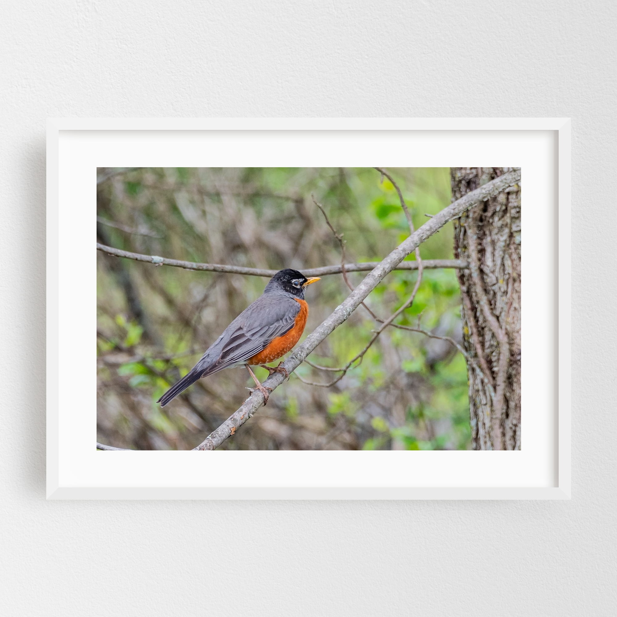 American Robin at Gettysburg Battlefield - Gettysburg Pennsylvania ...
