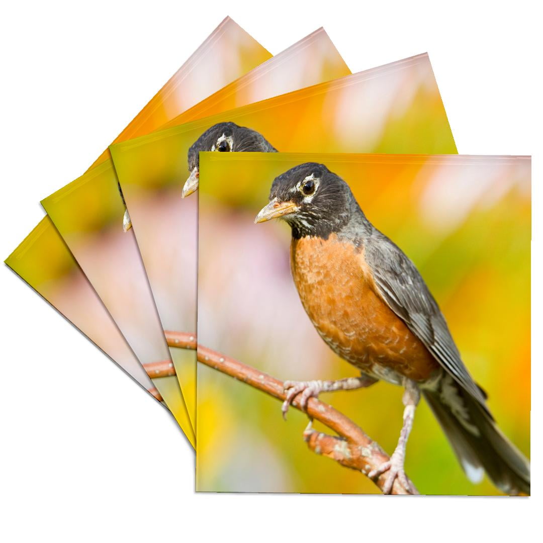 3drose, American Robin Perched in Flower Garden, Marion, Illinois, Usa ...
