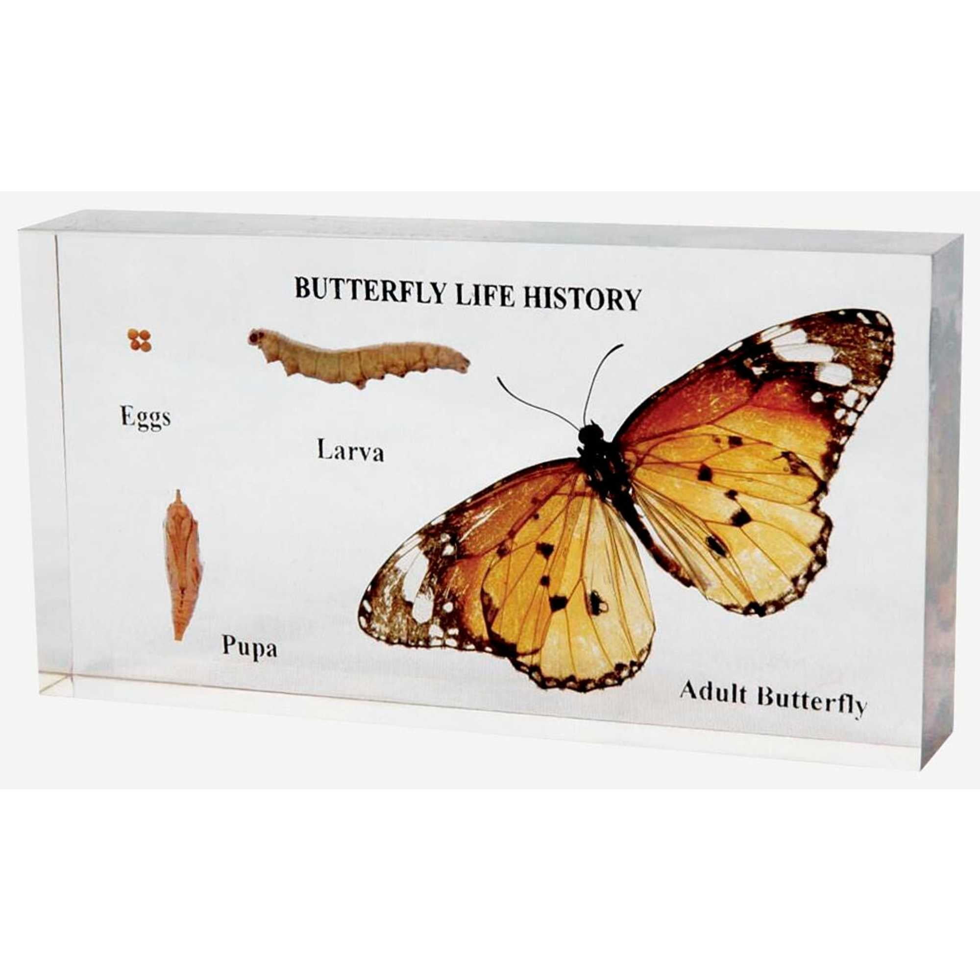 American Scientific Butterfly Life Cycle Specimen Bioplast Model ...