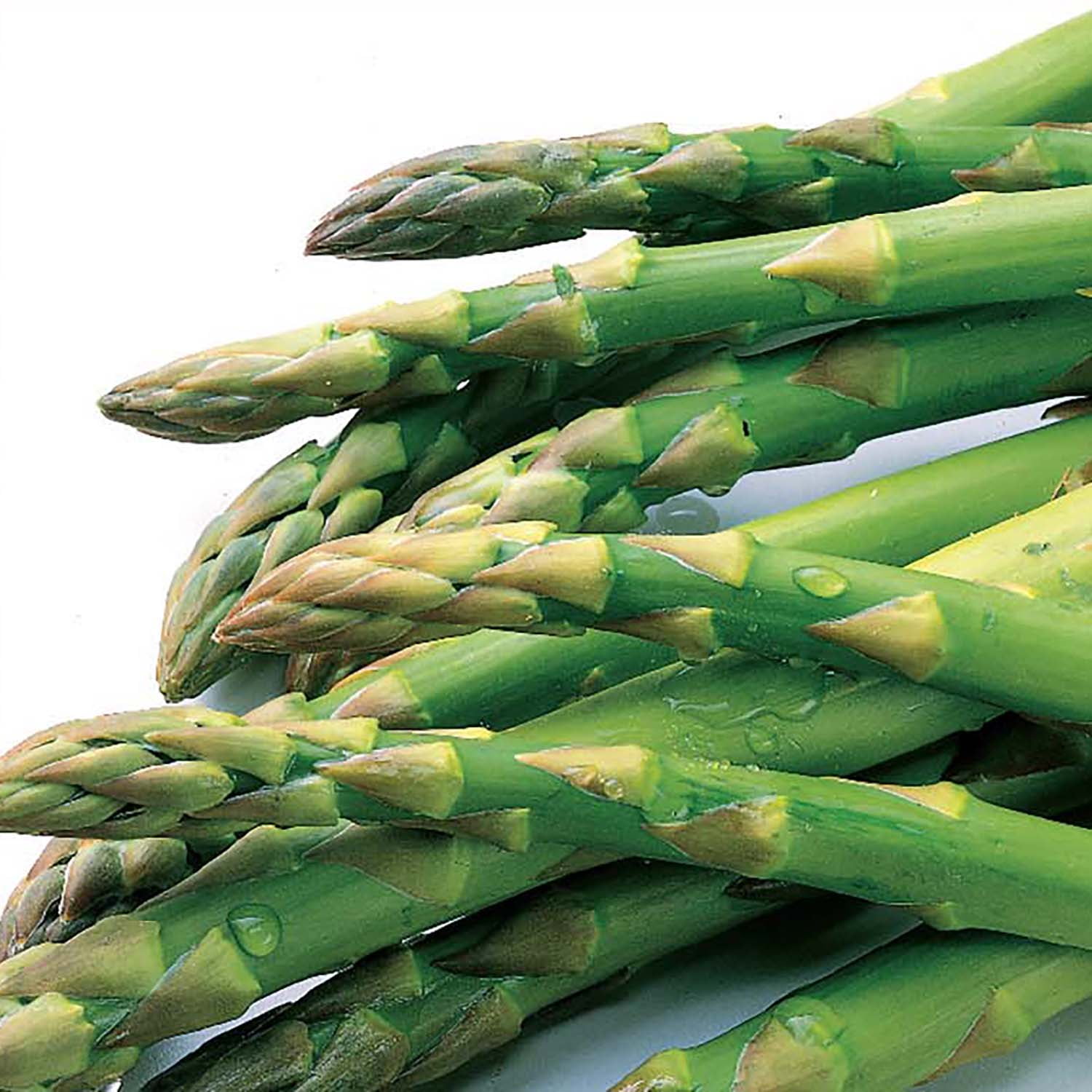 American Seed 1G Asparagus Mary Washington Plant Seeds Full Sun ...