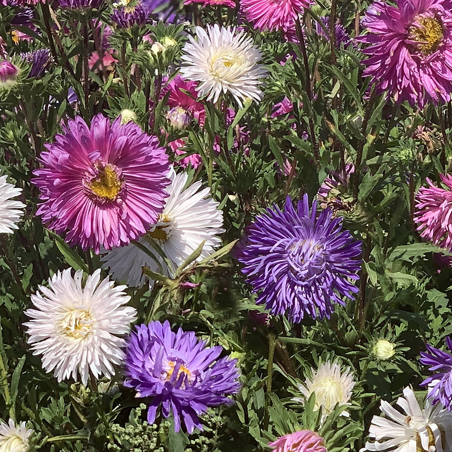 American Seed Aster Crego Mixed Colors Annual Flower Seeds Full Sun ...