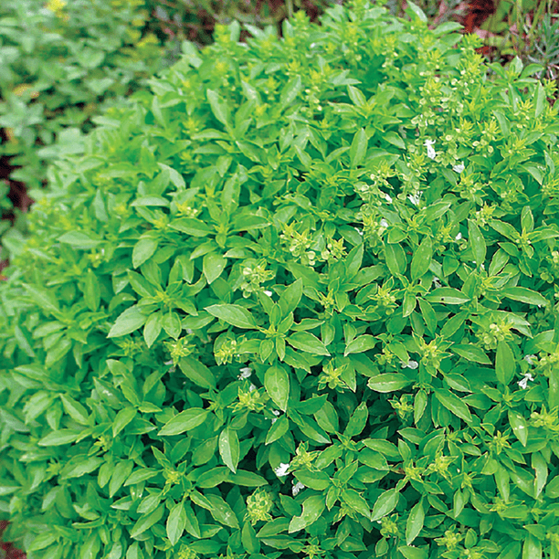 American Seed 1G Basil Spicy Globe Herb Plant Seeds Full Sun - Walmart ...