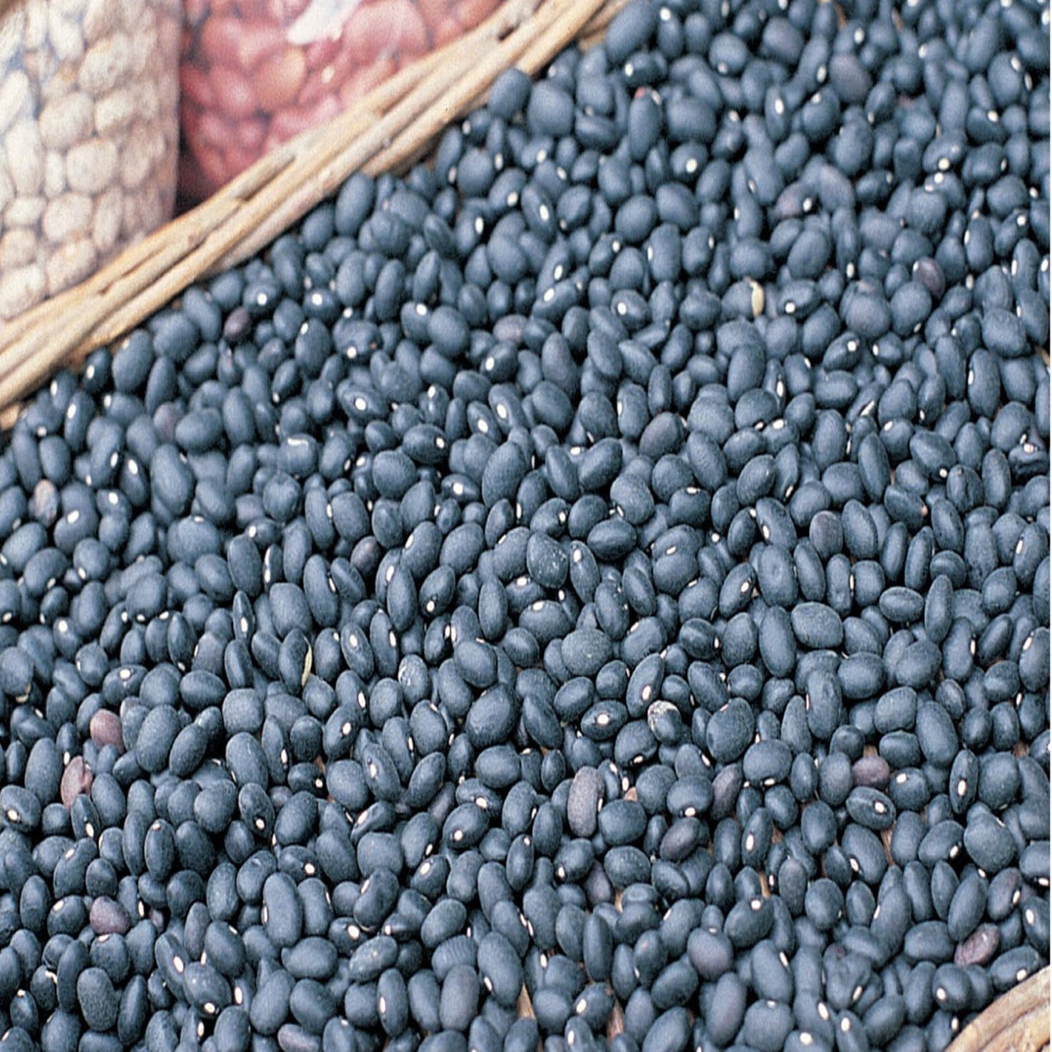 American Seed Bean Black Turtle Annual Vegetable Seeds Full Sun ...