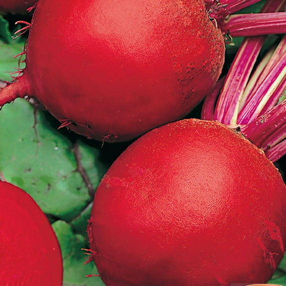 American Seed 1G Beet Early Wonder Annual Vegetable Seeds Full Sun ...