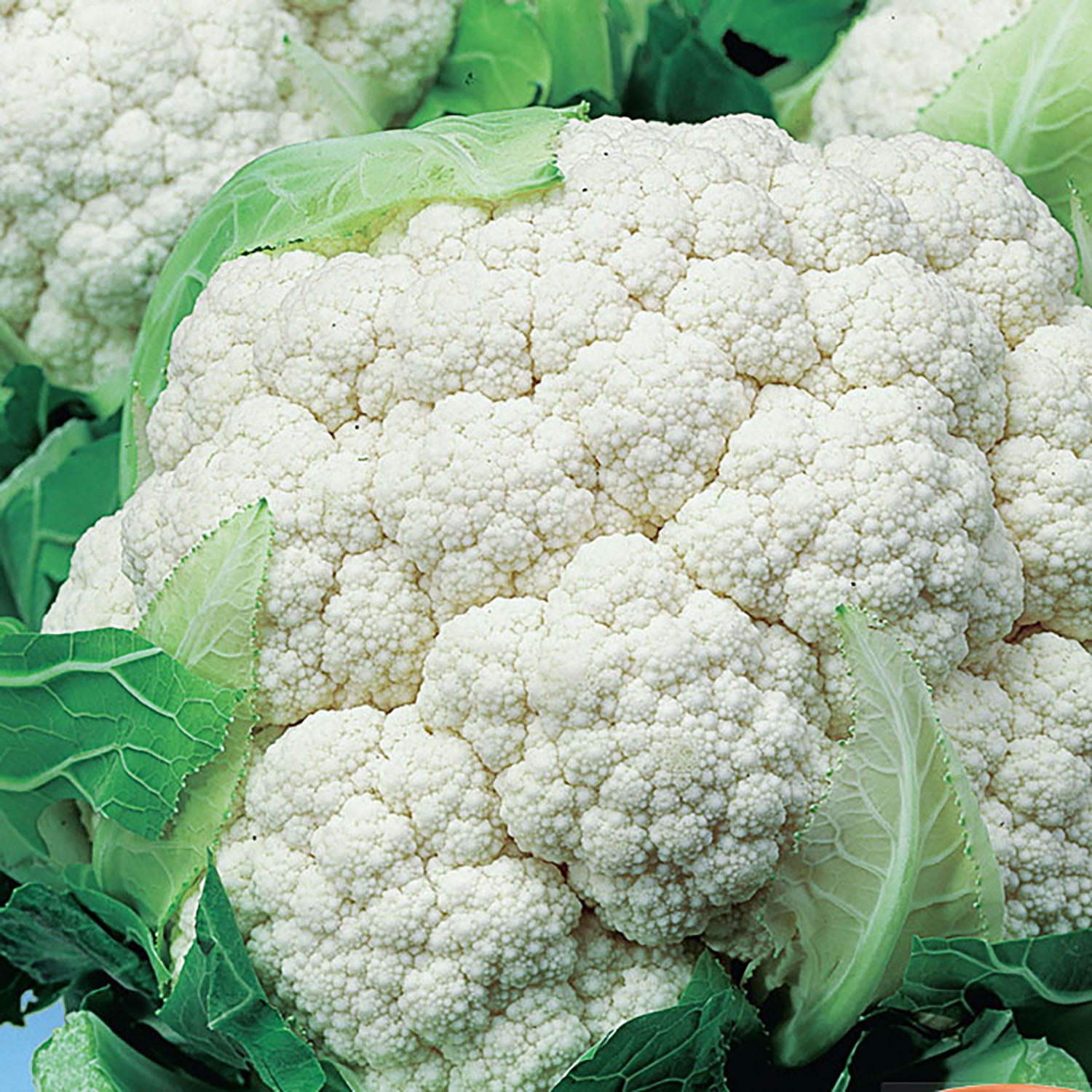 American Seed 1G Cauliflower Early Snowball X Plant Seeds Full Sun ...