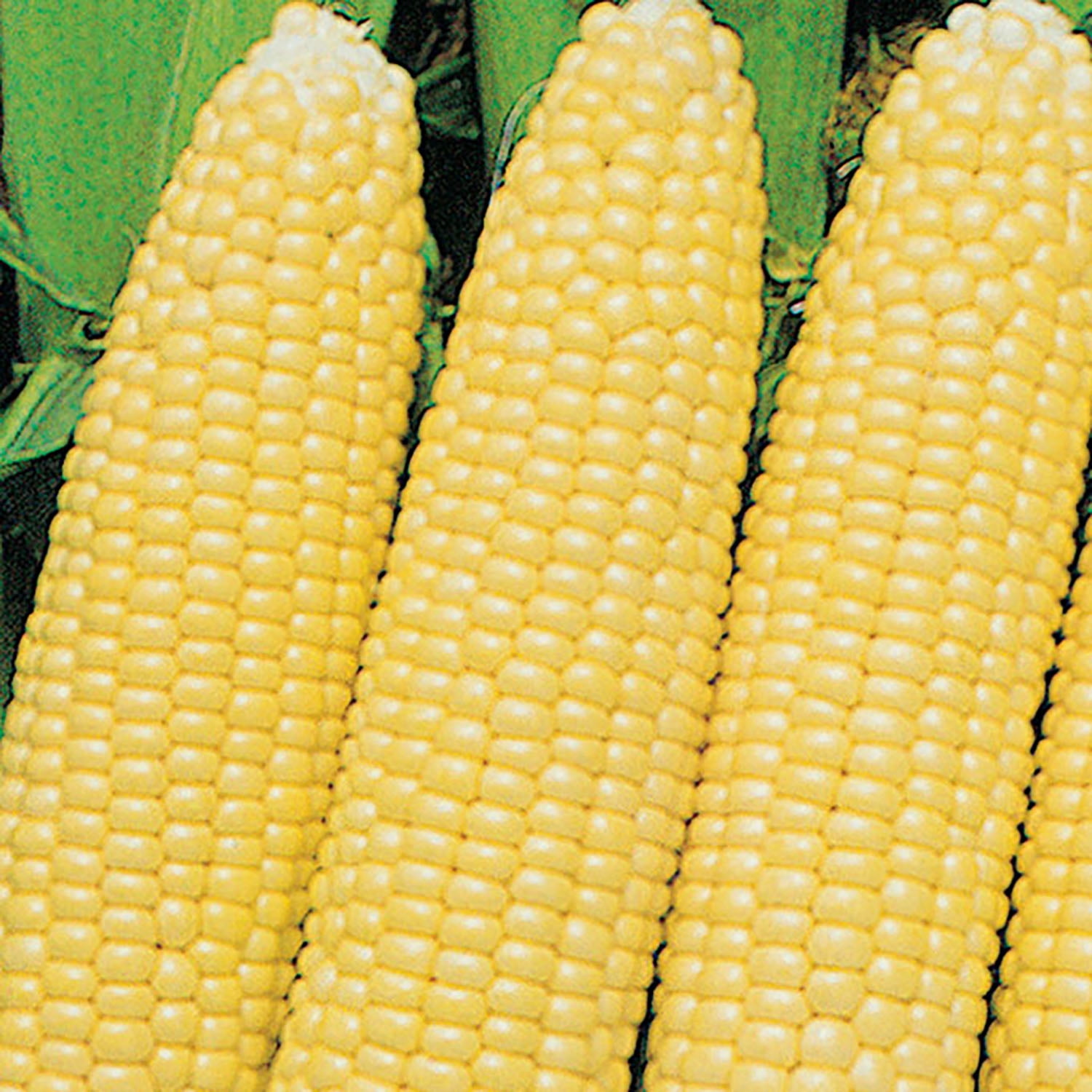 American Seed Corn Stowell's Evergreen, Annual Vegetable Seeds Full Sun ...