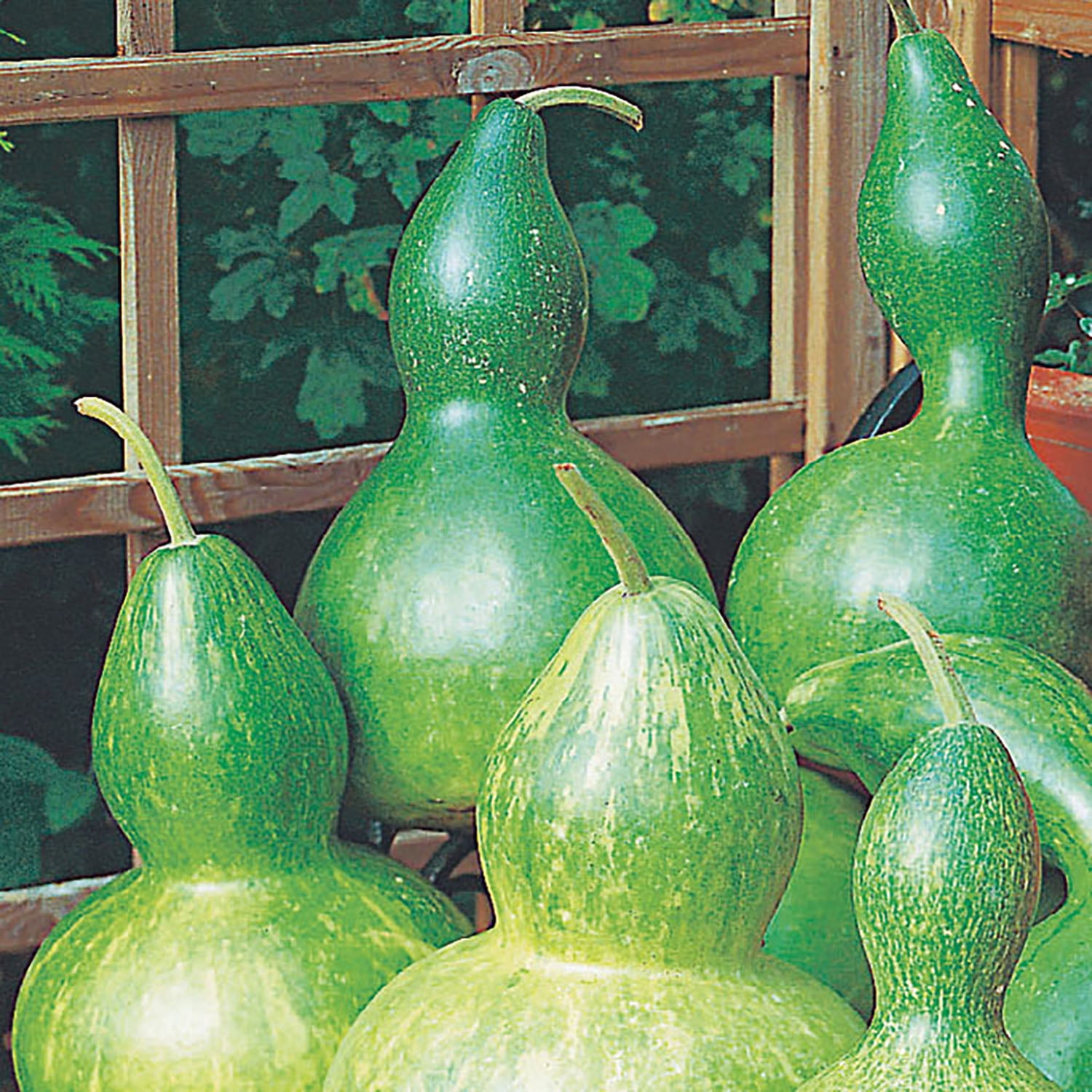 American Seed Gourd Birdhouse Annual Plant Seeds Full Sun - Walmart.com