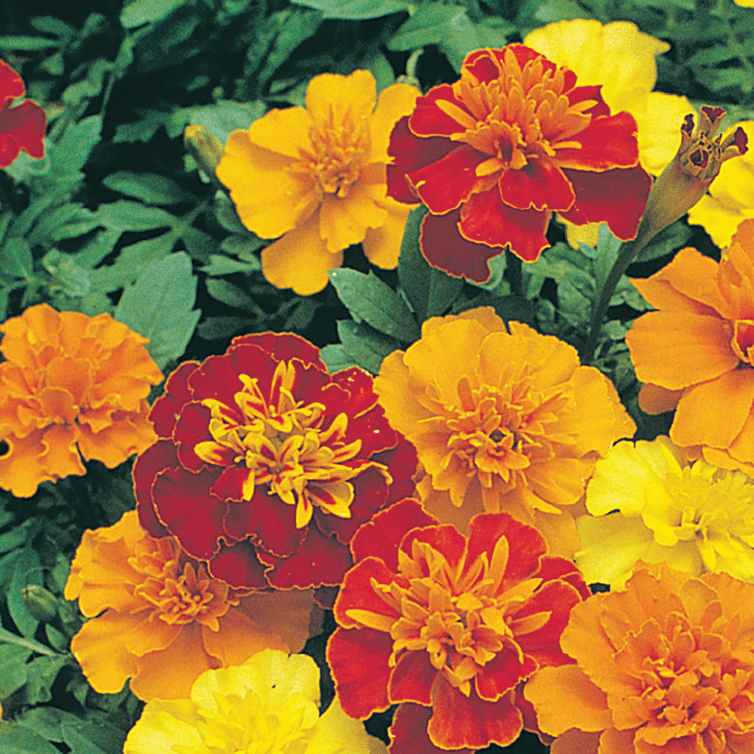 American Seed 1G Marigold Champion Mix Annual Flower Seeds Full Sun ...