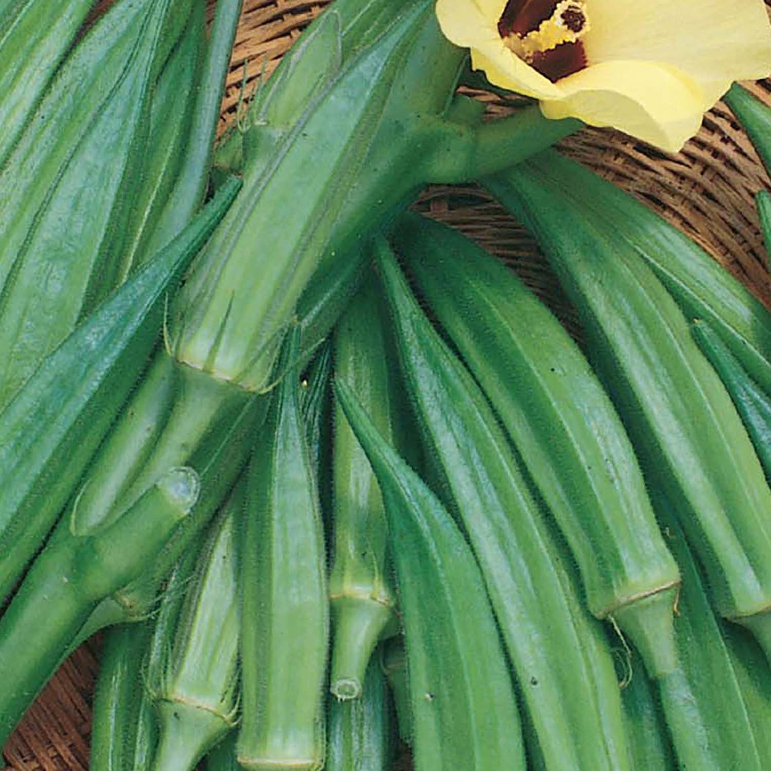 American Seed 1G Okra Louisiana Green Velvet Plant Seeds Full Sun ...