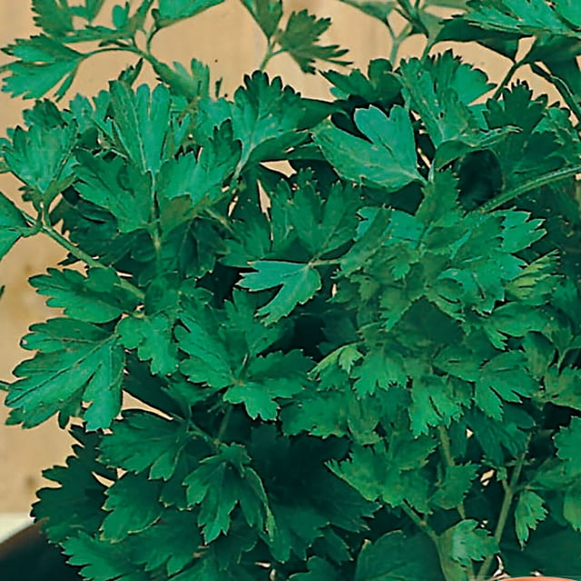American Seed 1G Parsley Flat Italian Herb Plant Seeds Full Sun - Walmart.com