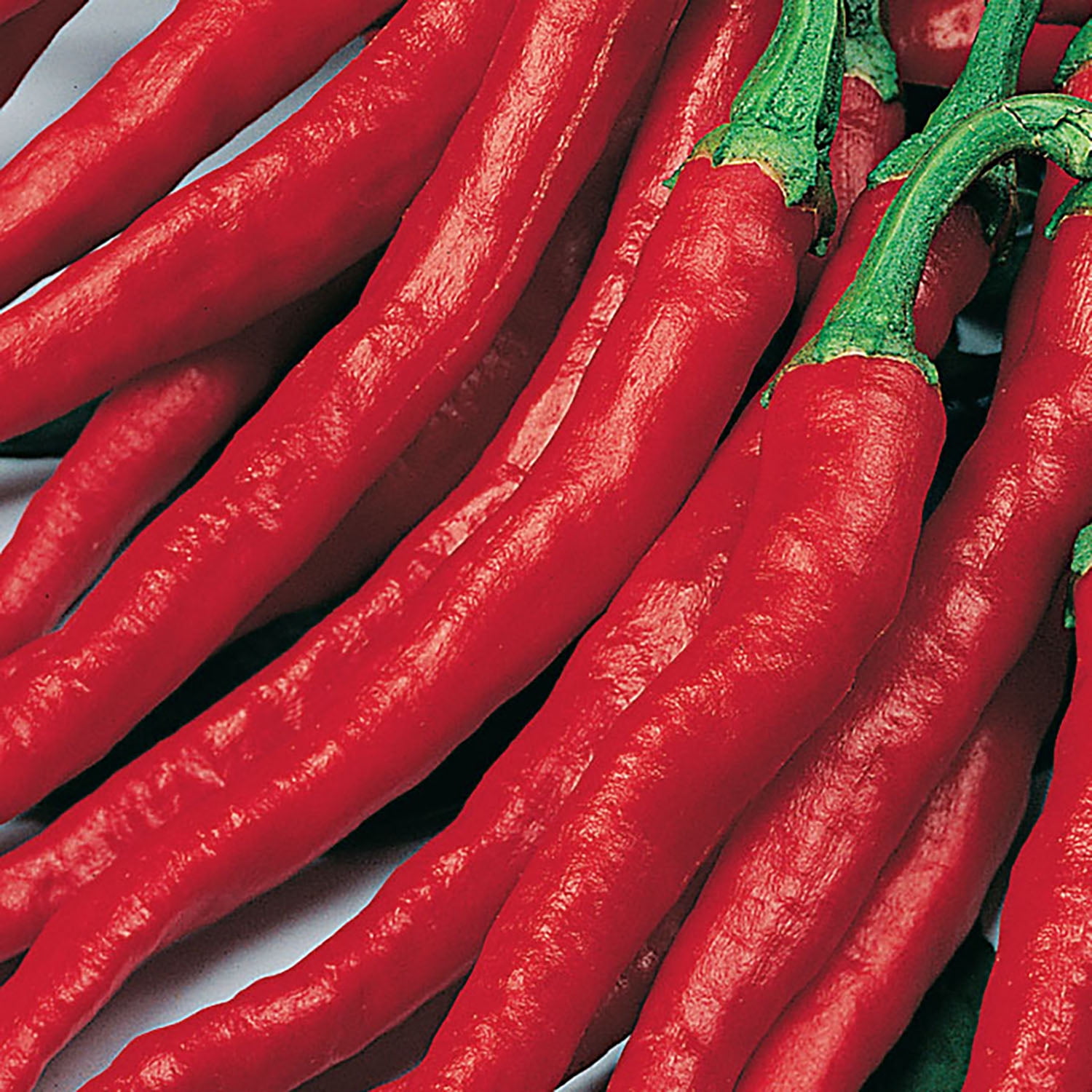 American Seed 1G Pepper Cayenne Red Annual Vegetable Seeds Full Sun ...