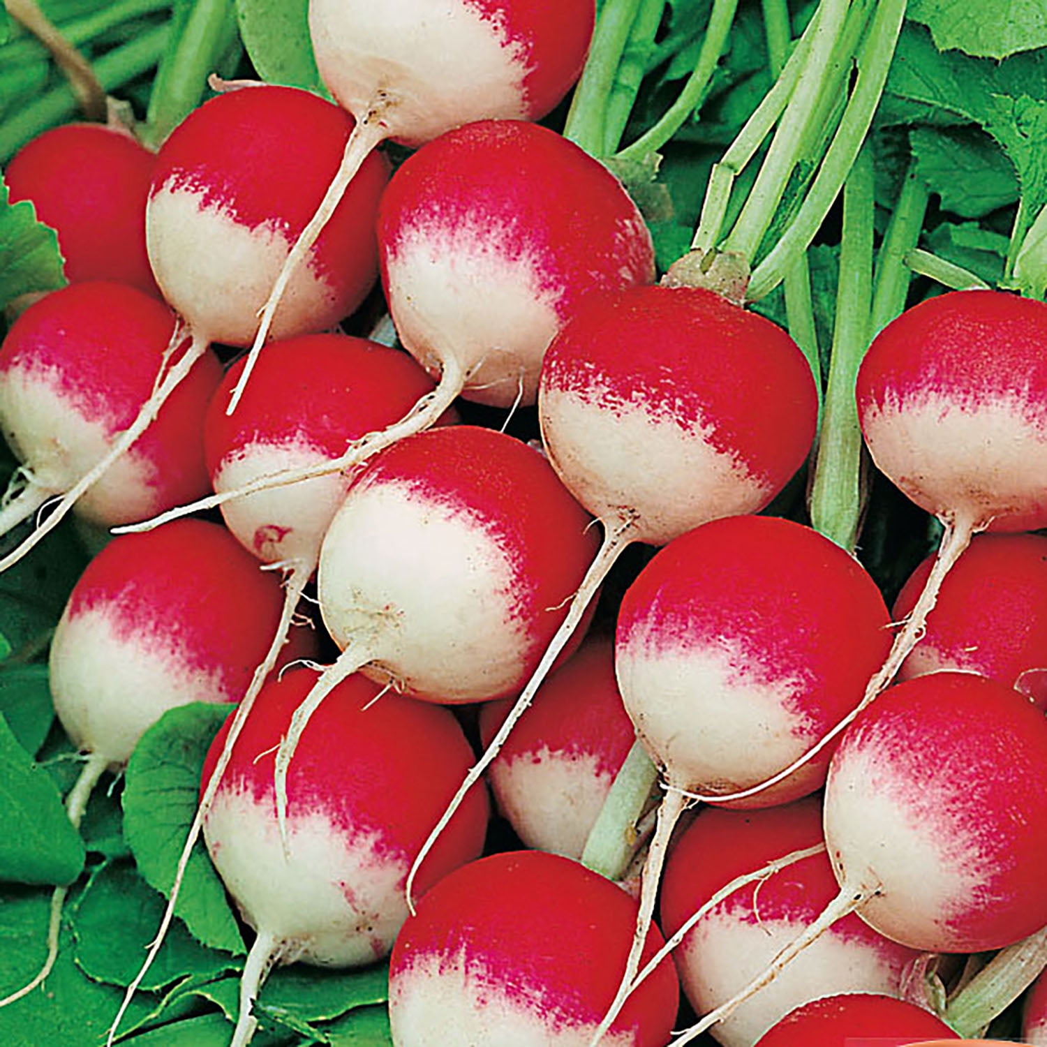 American Seed 1G Radish Sparkler White Tip Plant Seeds Full Sun ...