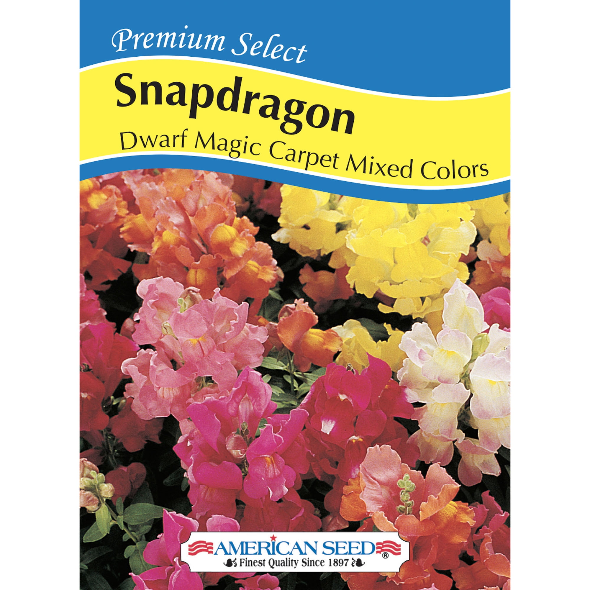 American Seed Snapdragon Dwarf Magic Carpet Annual Flower Seeds Full ...