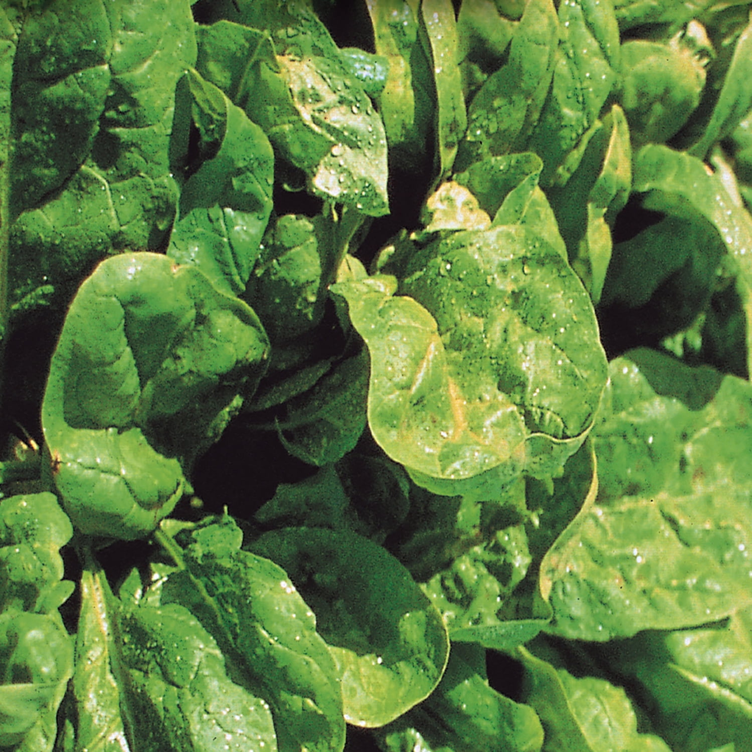 American Seed 1G Spinach Correnta Plant Seeds Full Sun - Walmart.com