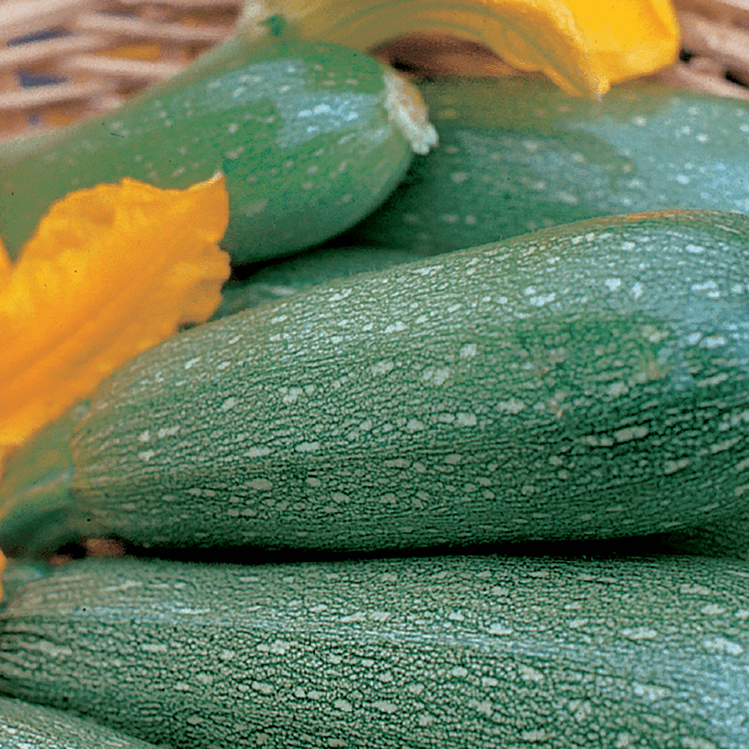 American Seed 1G Squash Grey Zucchini Plant Seeds Full Sun - Walmart.com