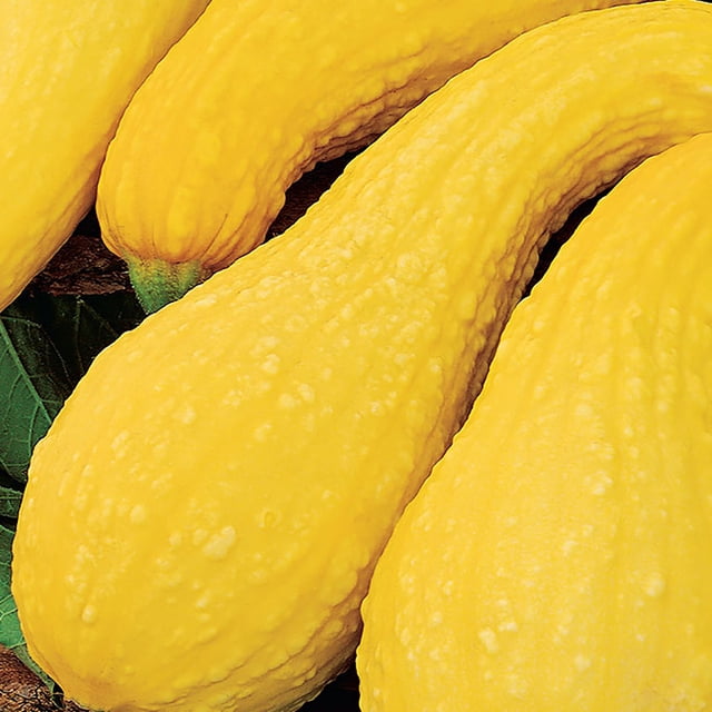American Seed Squash Yellow Summer Crookneck Annual Vegetable Seeds ...
