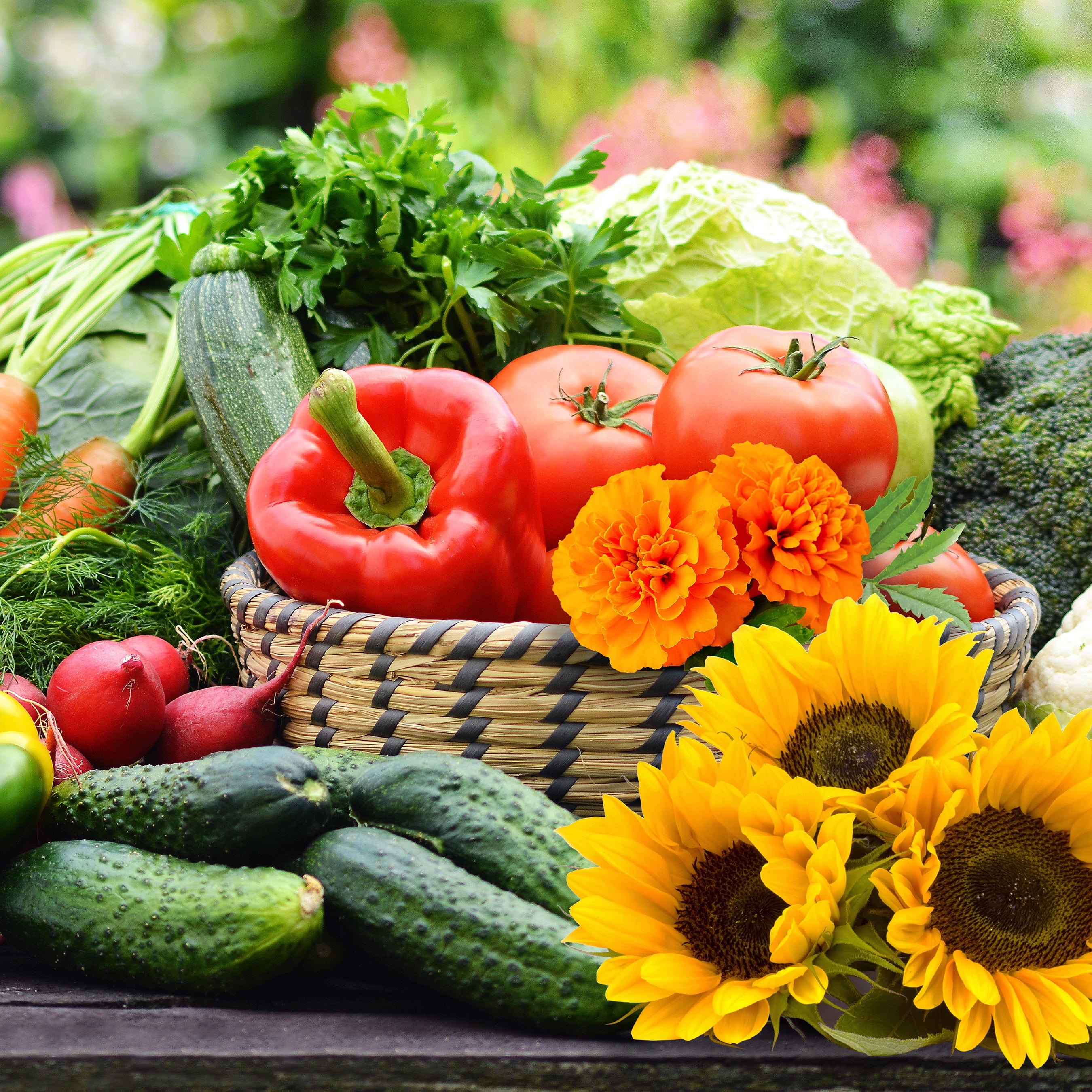 American Seed 1G Tomato Rio Grande Annual Vegetable Seeds Full Sun ...