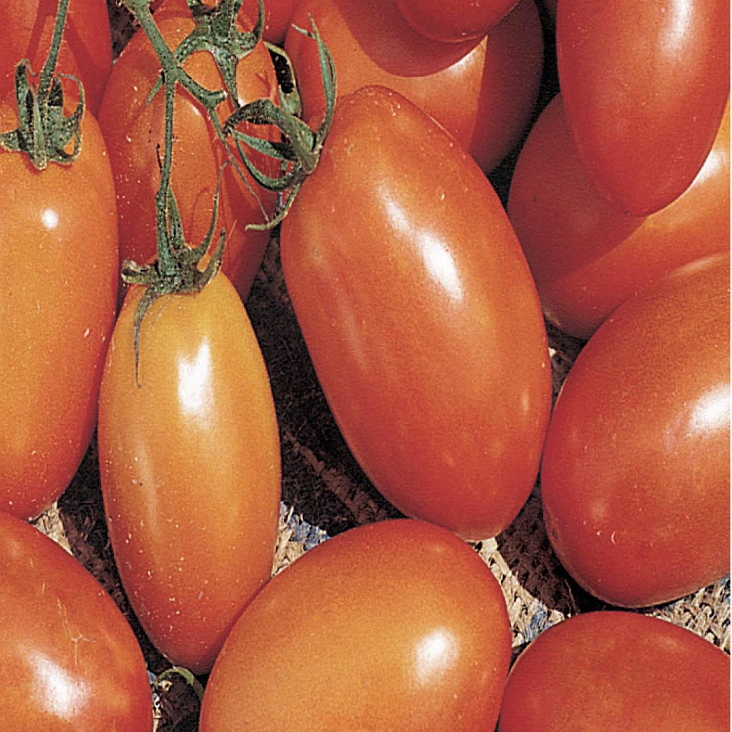 American Seed 1G Tomato Rio Grande Annual Vegetable Seeds Full Sun ...