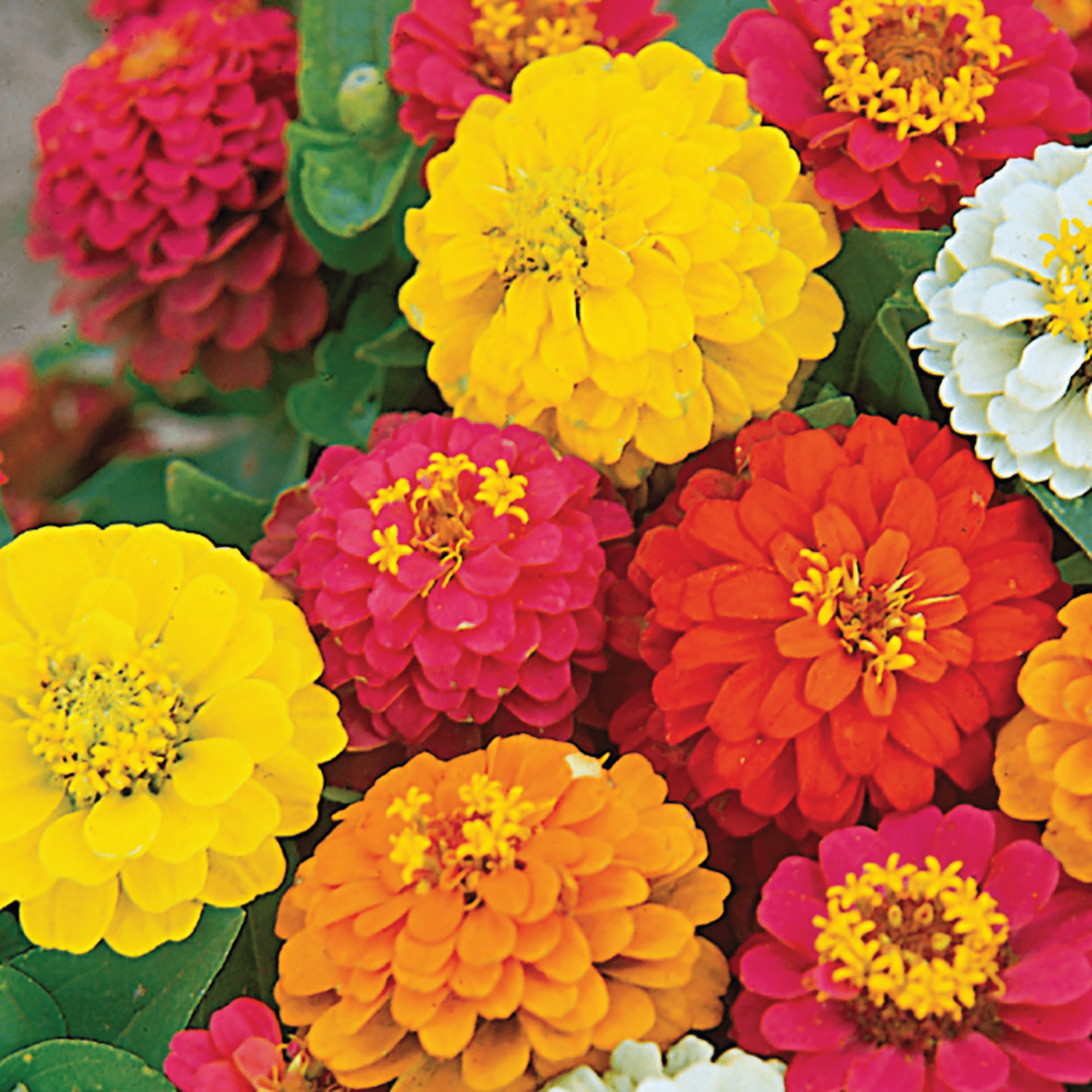 American Seed 1G Zinnia State Fair Giant Mixed Colors Annual Flower ...