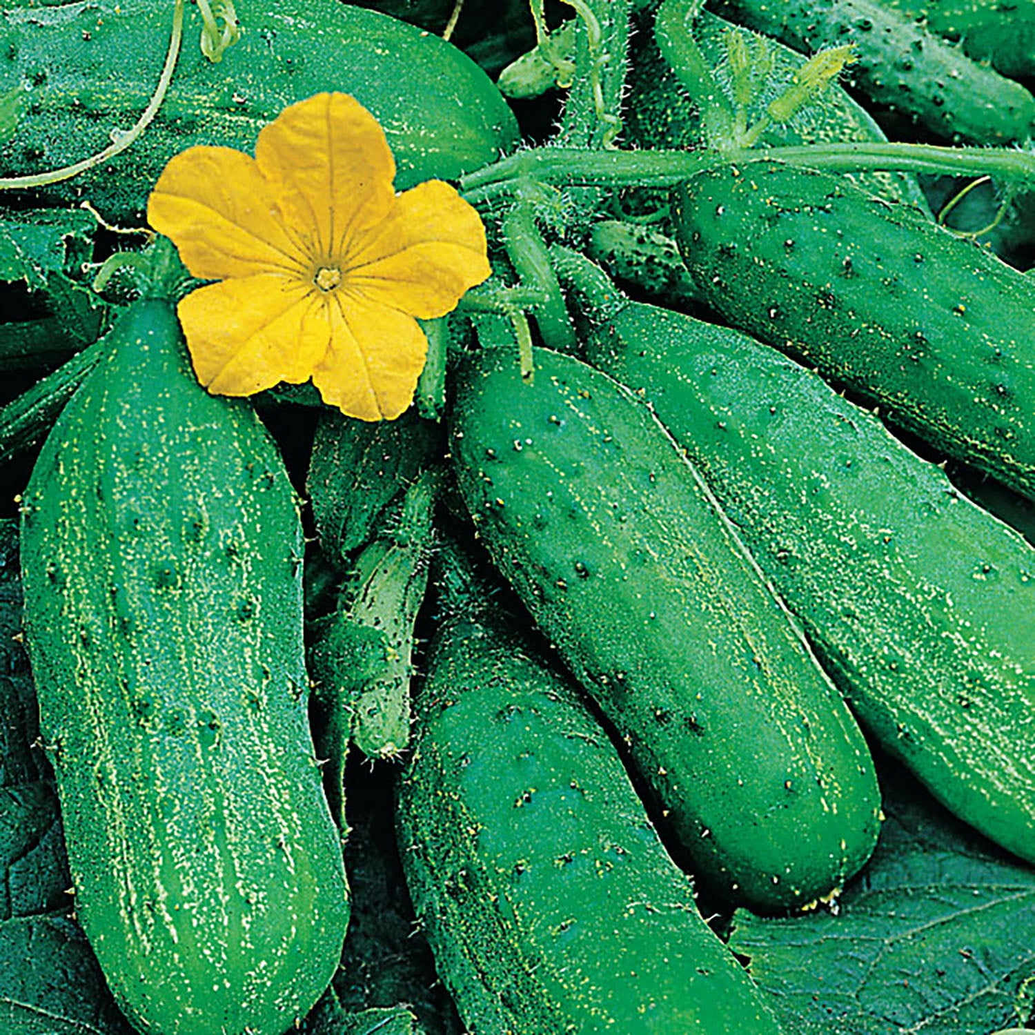 American Seed 600mg Cucumber White Spine Pickling Annual Vegetable ...