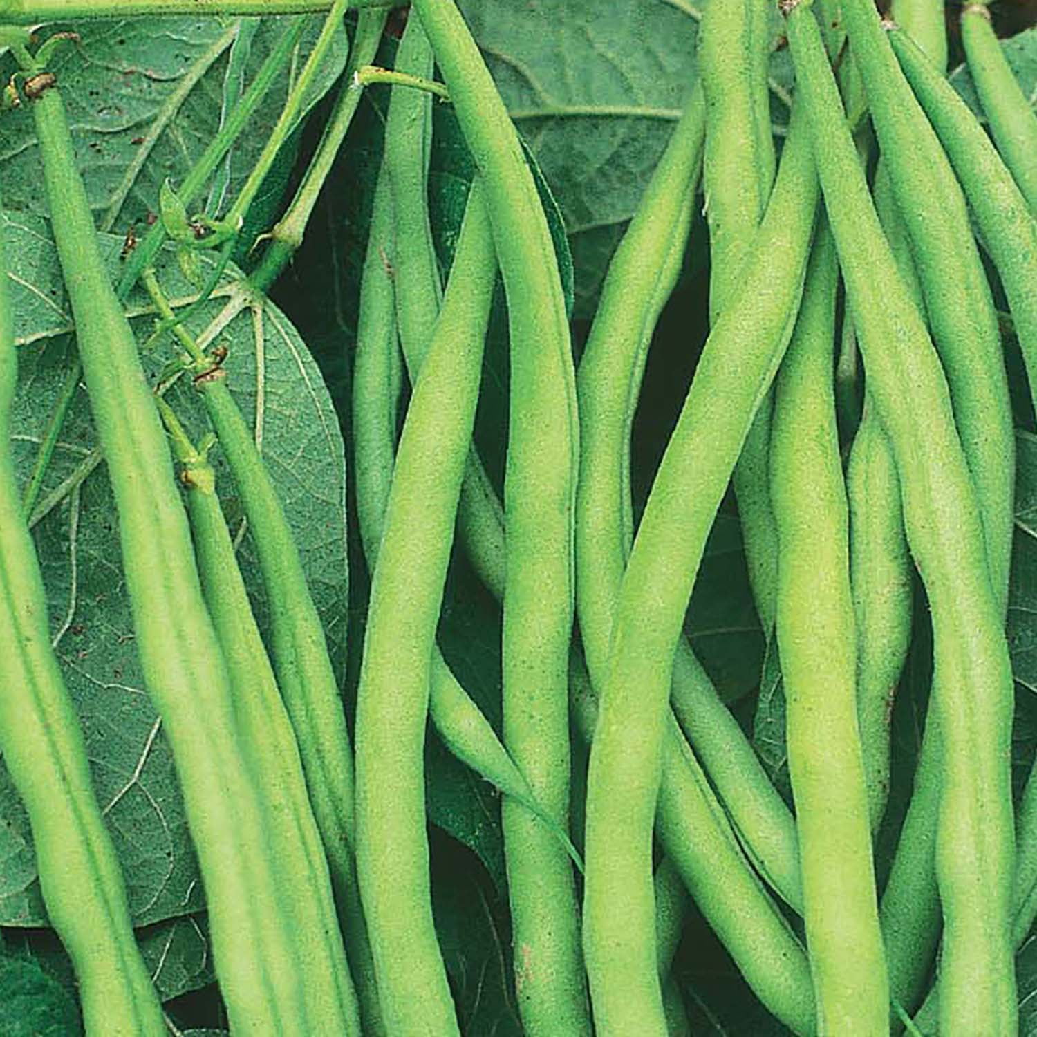 American Seed Bean French Filet Annual Vegetable Seeds, Full Sun ...
