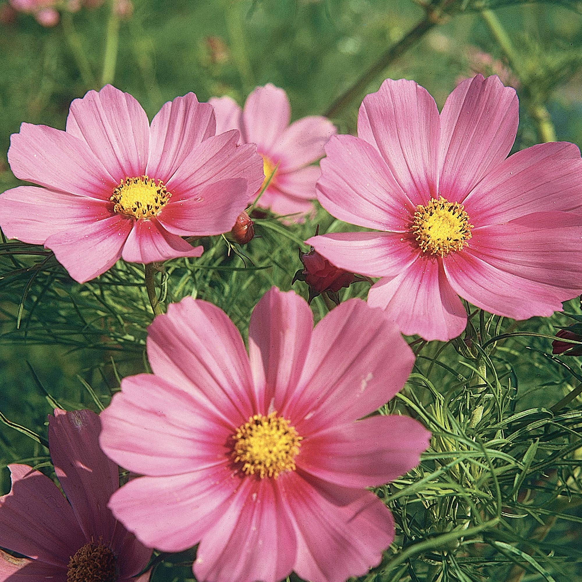 American Seed Cosmos Daydream Annual Flower Seed, Full Sun - Walmart.com