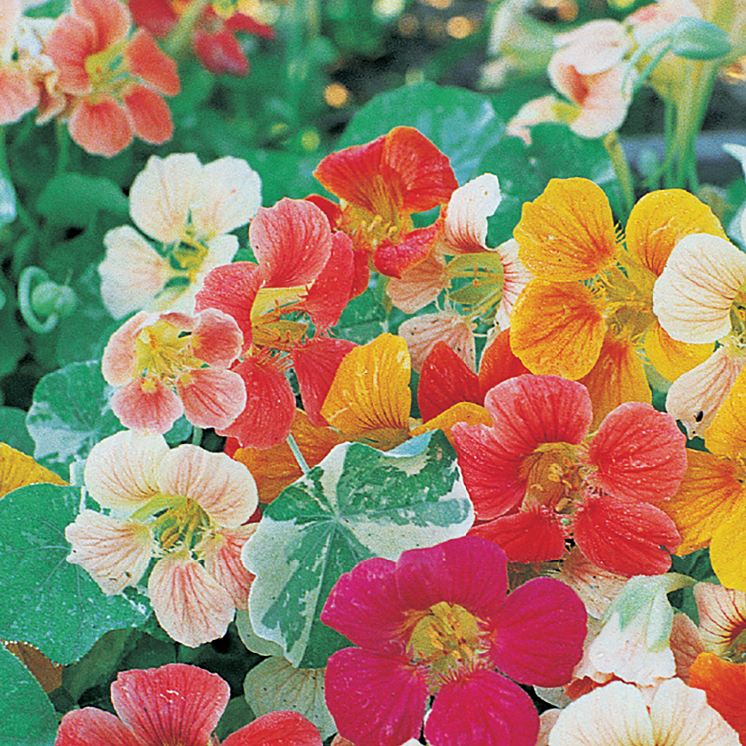 American Seed Nasturtium Alaska Annual Flower Seeds, Full Sun - Walmart.com