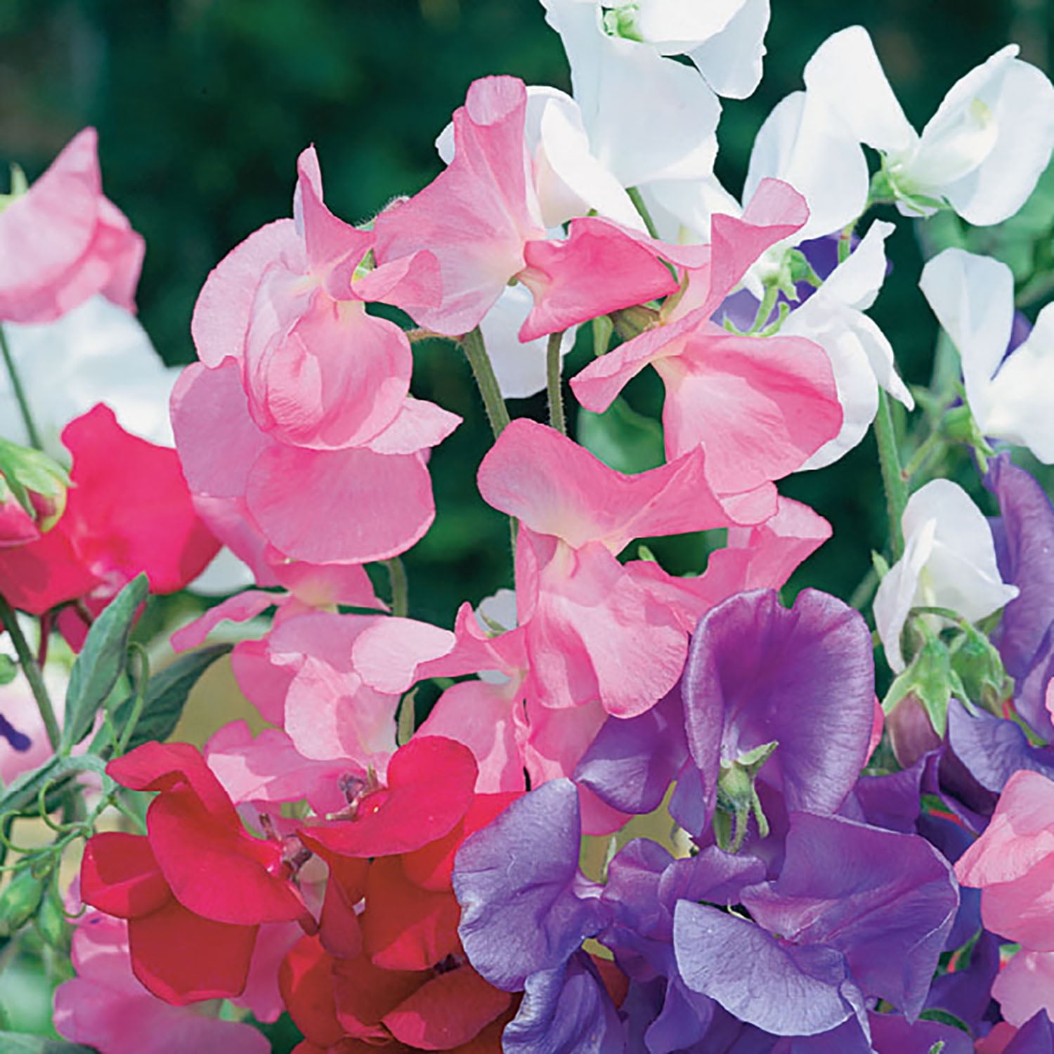 American Seed Sweet Pea Early Gigantea Annual Flower Seed, Full Sun ...