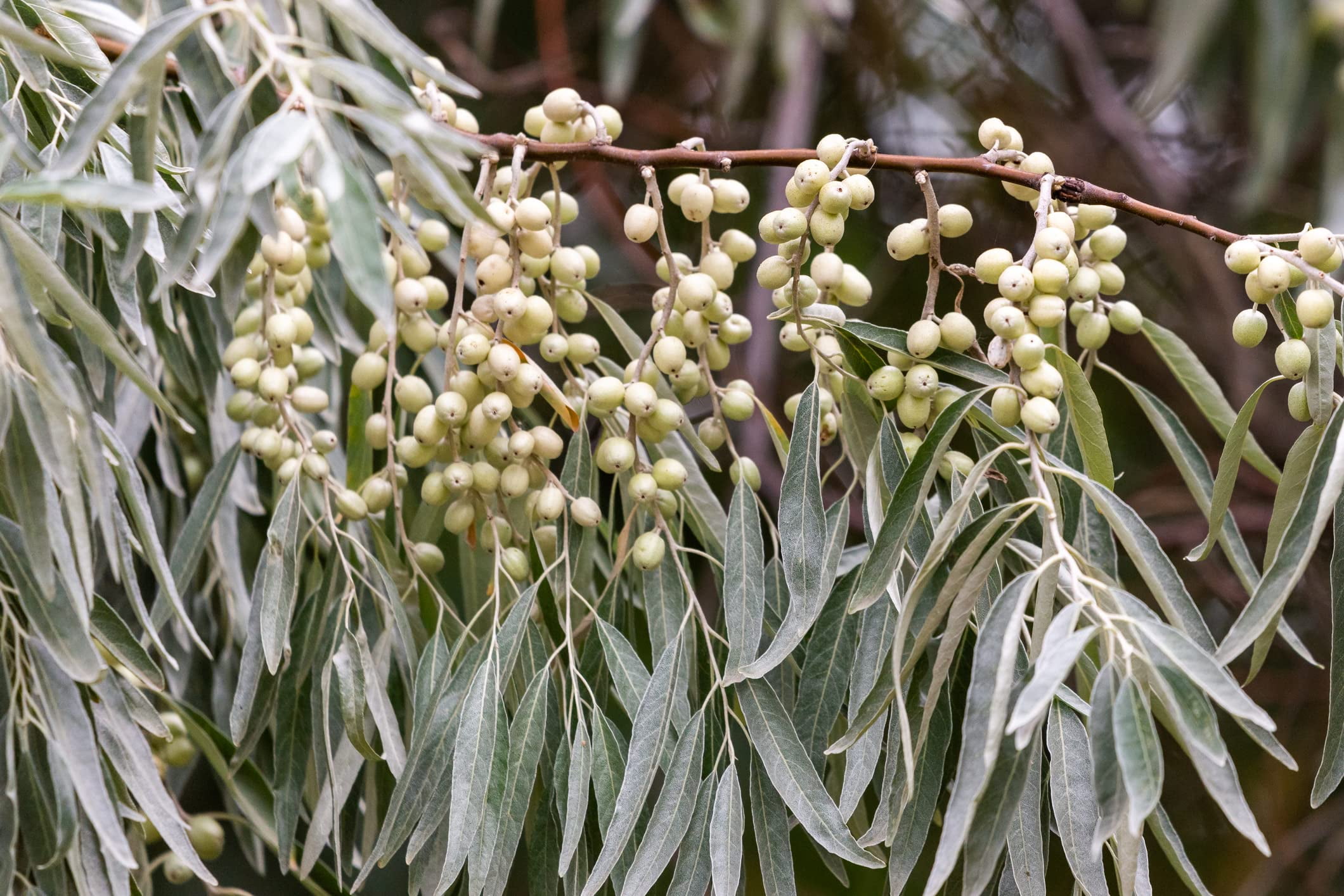 American Silverberry Bush Seeds for Planting (5 Rare Seeds) - Elaeagnus ...