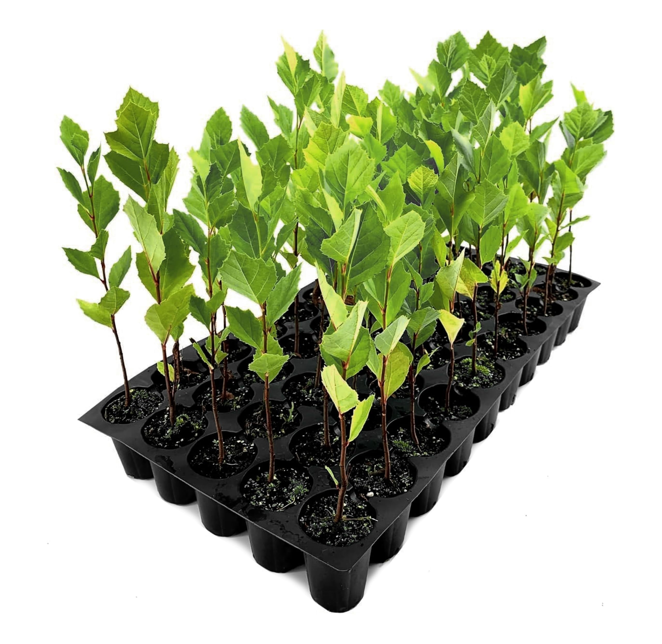 American Sycamore | Live Trees | Platanus occidentalis | Fast-Growing ...