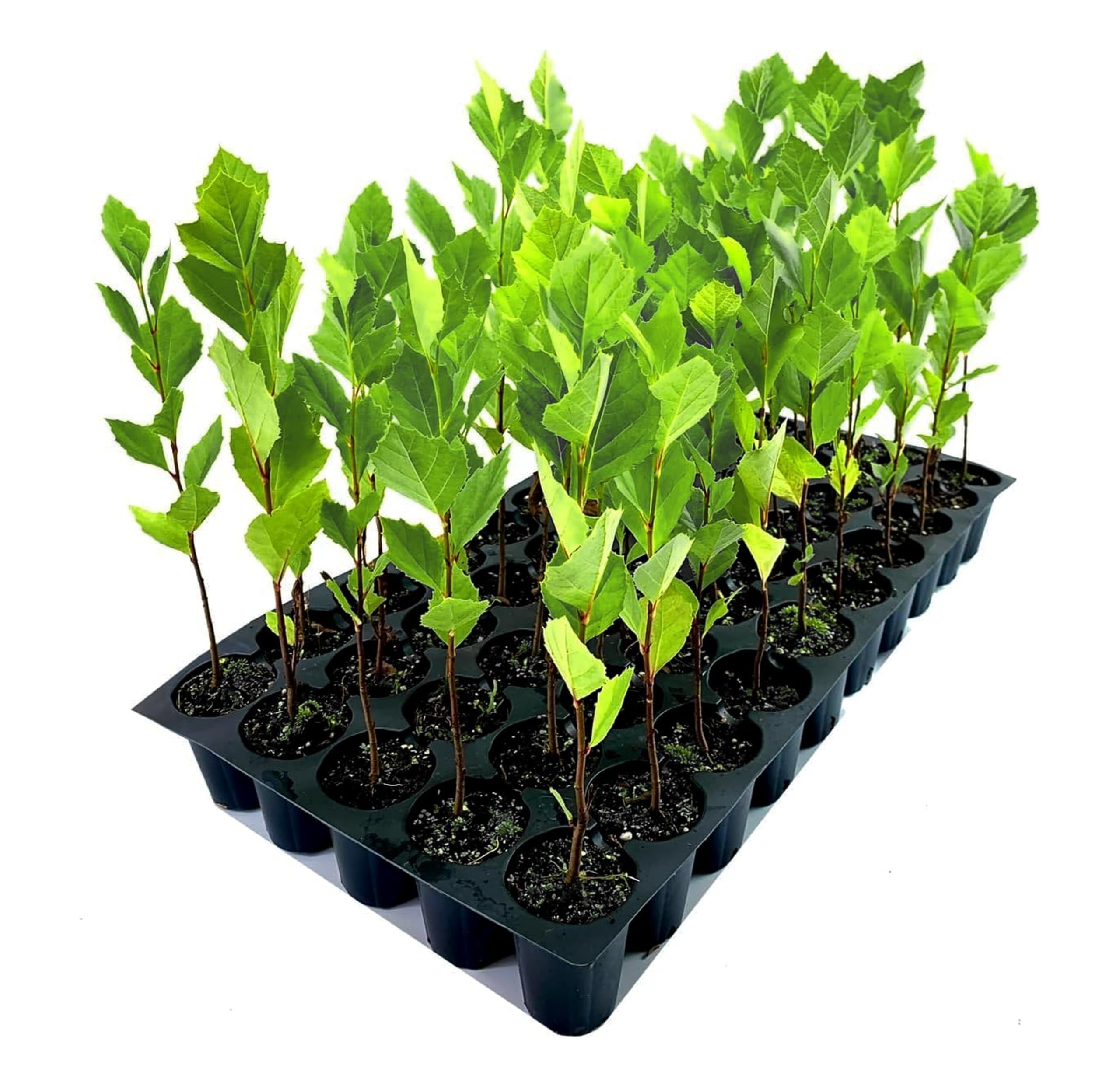 American Sycamore Tree 50 Live Plants Platanus Occidentalis Hardy, Fast ...