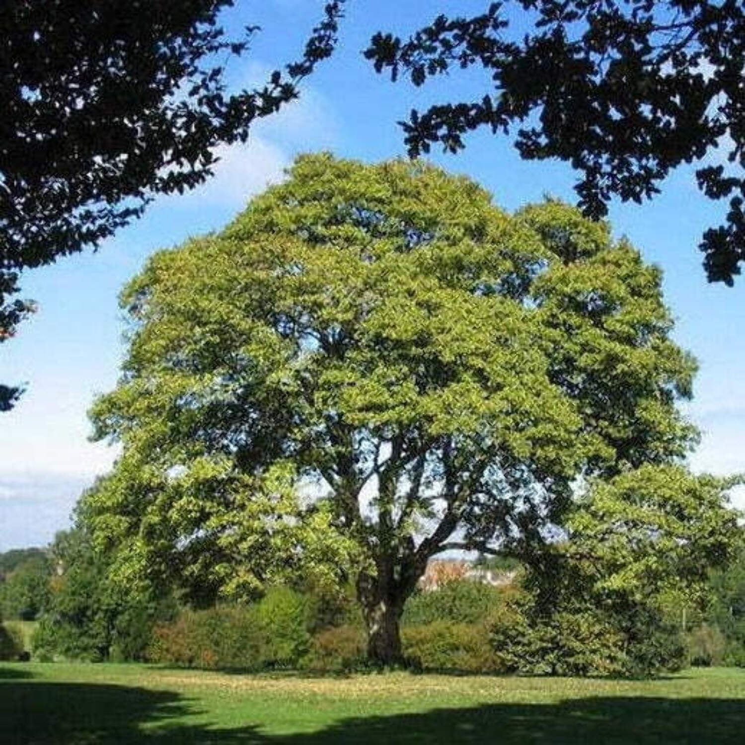 American Sycamore Tree - Walmart.com