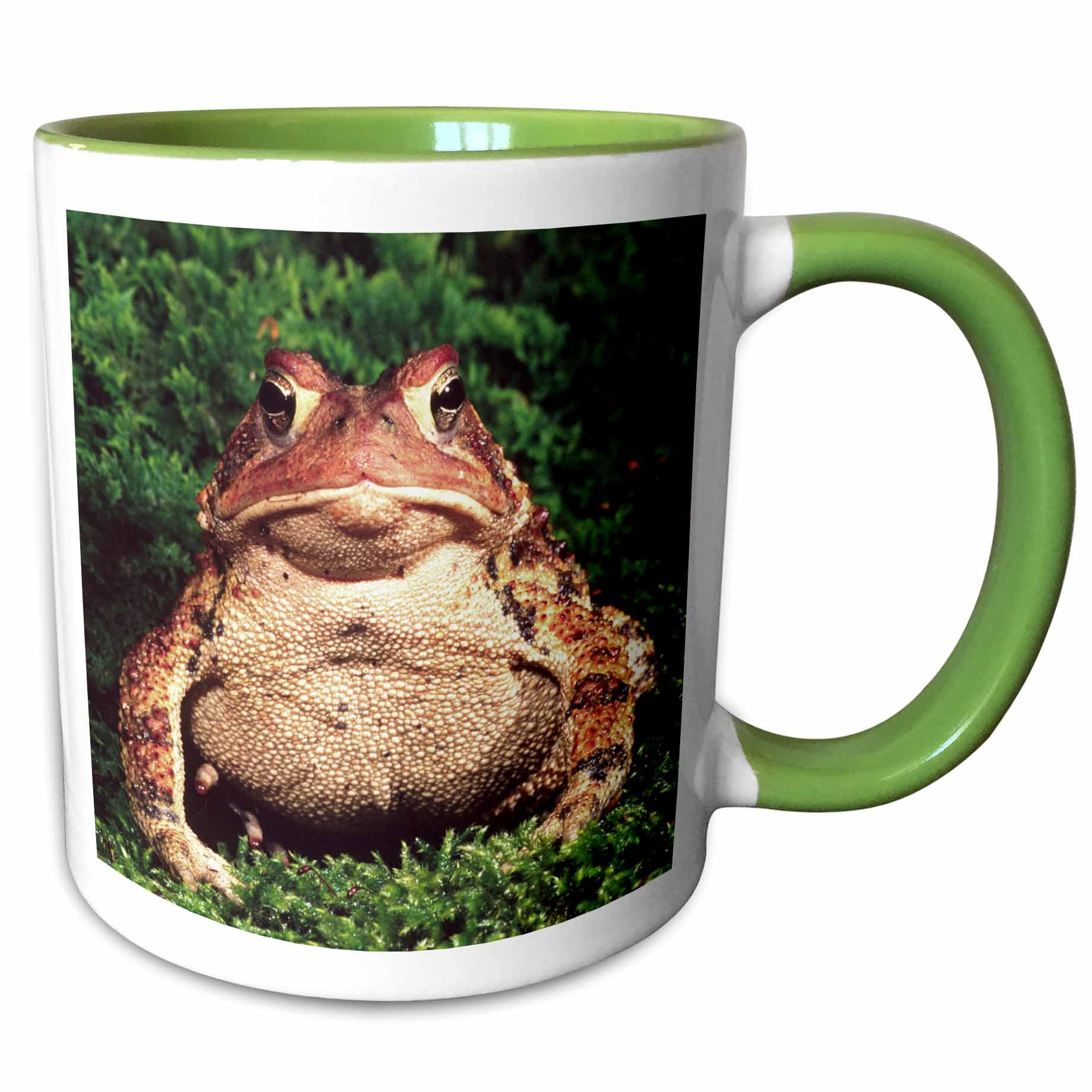 3drose, American Toad - Na02 Dno0124 - David Northcott, 15oz Two-tone ...
