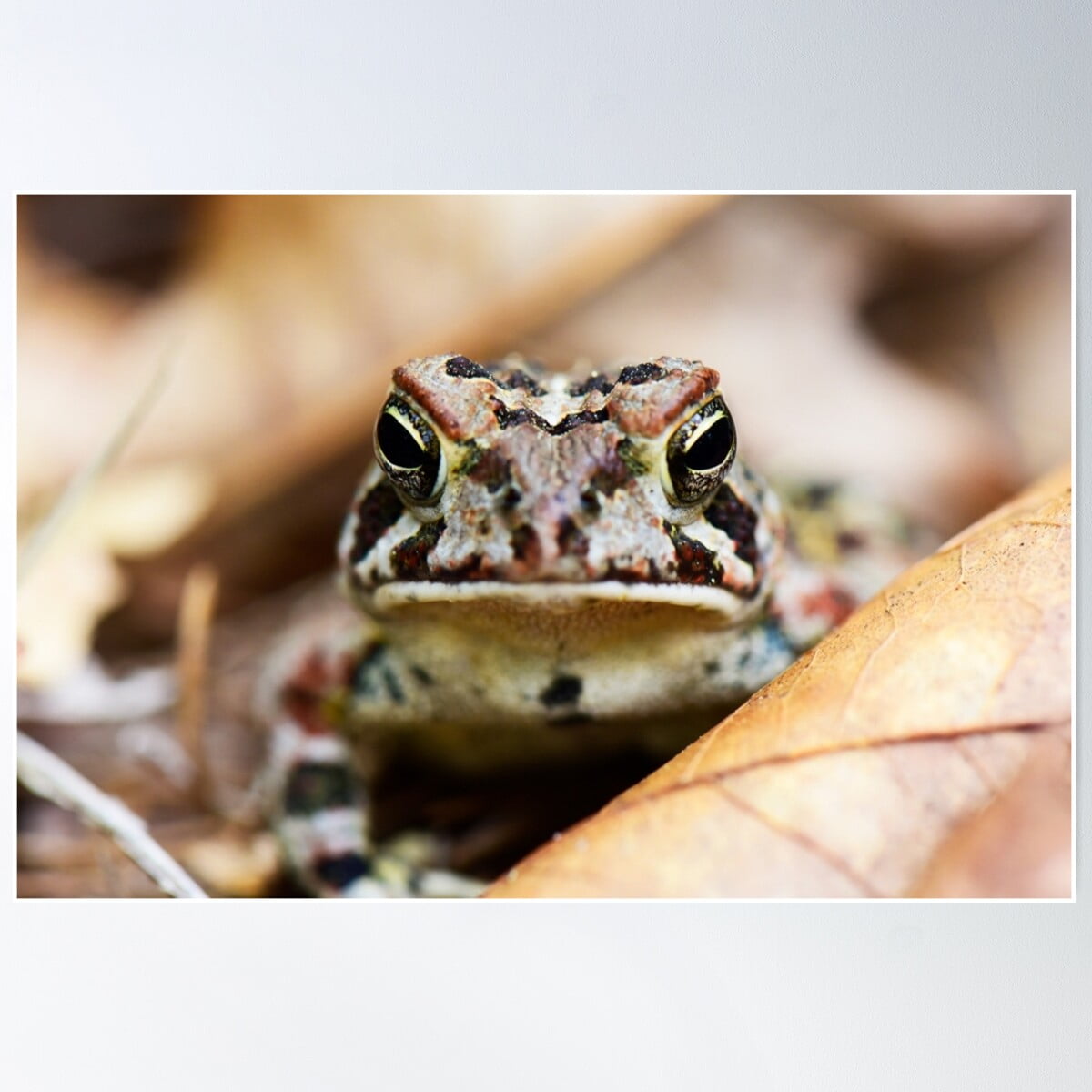 American Toad Poster Wall Art, Modern Wall Decor For Living Room ...