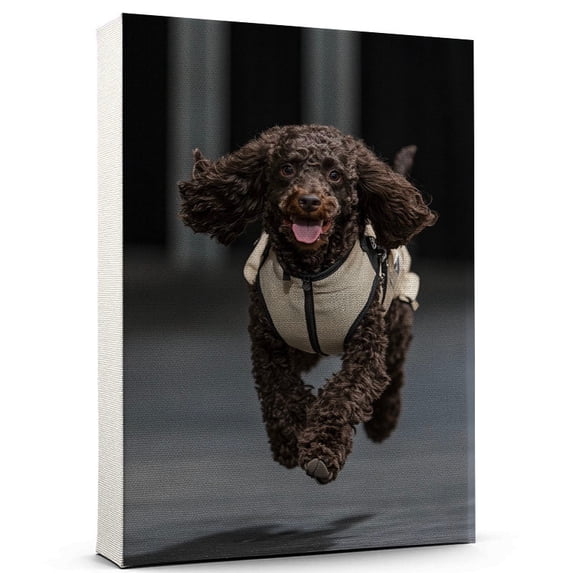 American Water Spaniel Dog Stretched Canvas Size 8x12 Running Canvas ...
