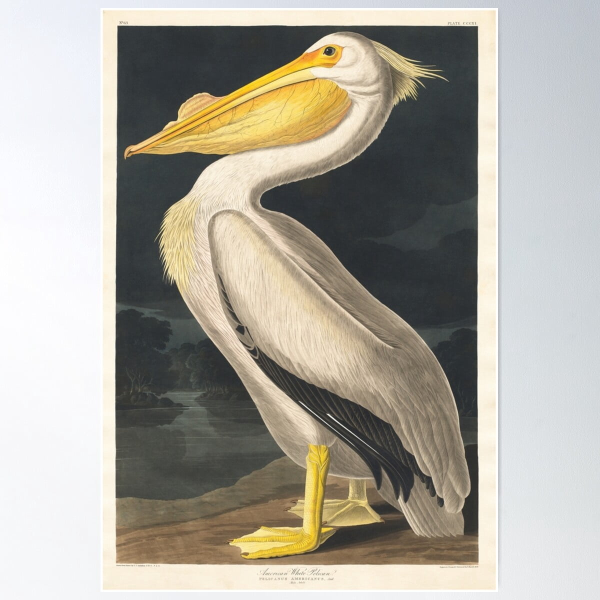 American White Pelican Audubon Birds Of America John James Audubon ...