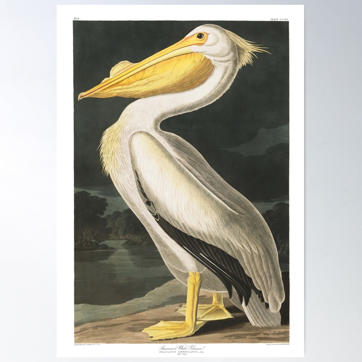 American White Pelican - John James Audubon Poster Wall Art Modern Wall ...