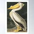 American White Pelican - John James Audubon Poster Wall Art Modern Wall ...