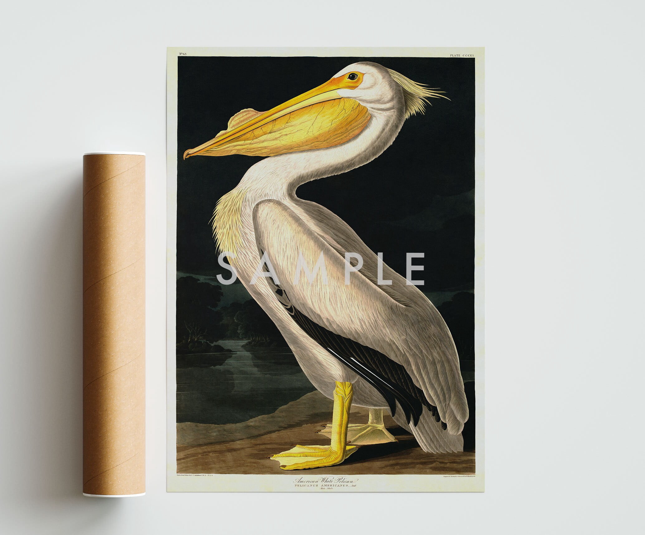 American White Pelican Poster John James Audobon Wall Art Print Vintage ...