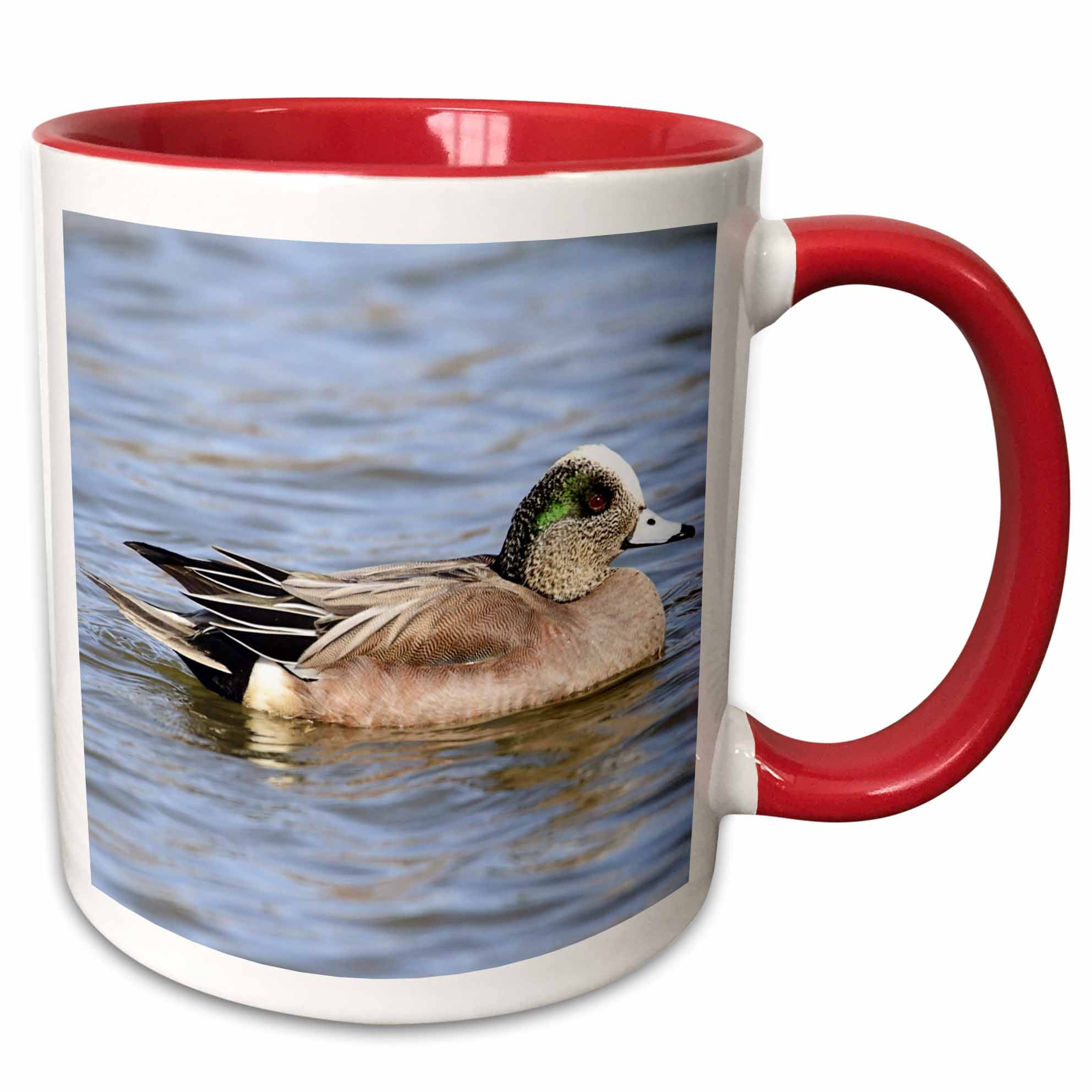 3drose, American Wigeon Anas Americana Bird Duck Photo Animal ...
