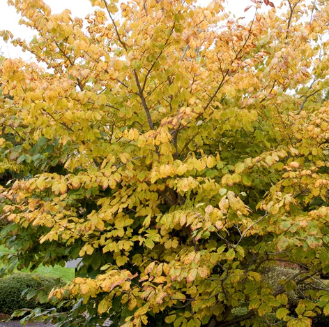 American Witch Hazel Hamamelis Virginiana Alder Shrub Tree Yellow ...