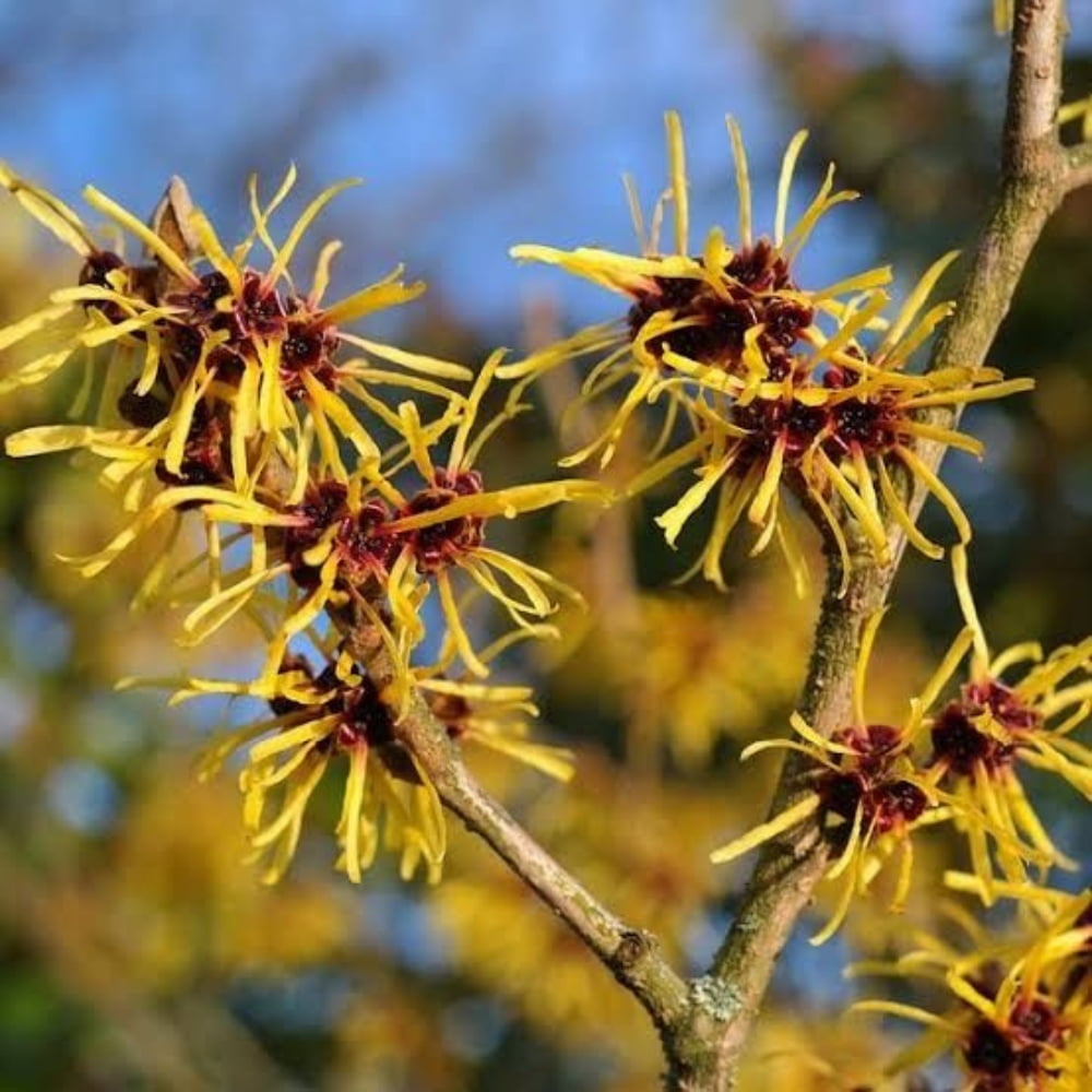 American Witch Hazel Hamamelis Virginiana Tree, American Witch Hazel ...