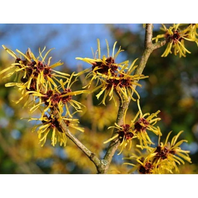 American Witch-Hazel Plant in a Quart Pot 6-12" Tall, Hamamelis ...