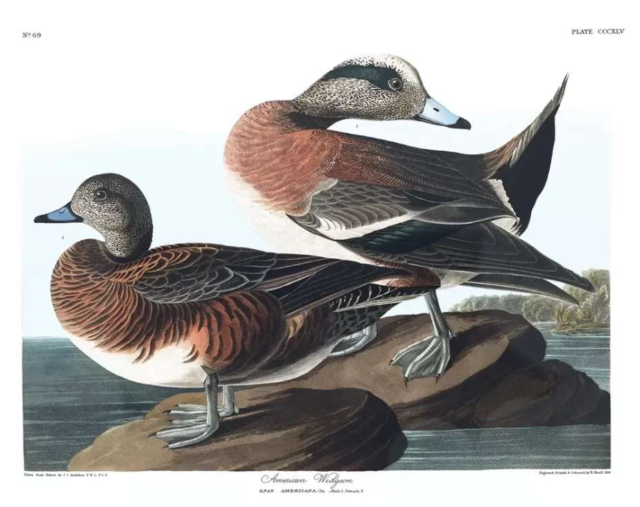 .American widgeon.ducks.nature.water.rocks.POSTER.Decoration.Graphic 11 ...