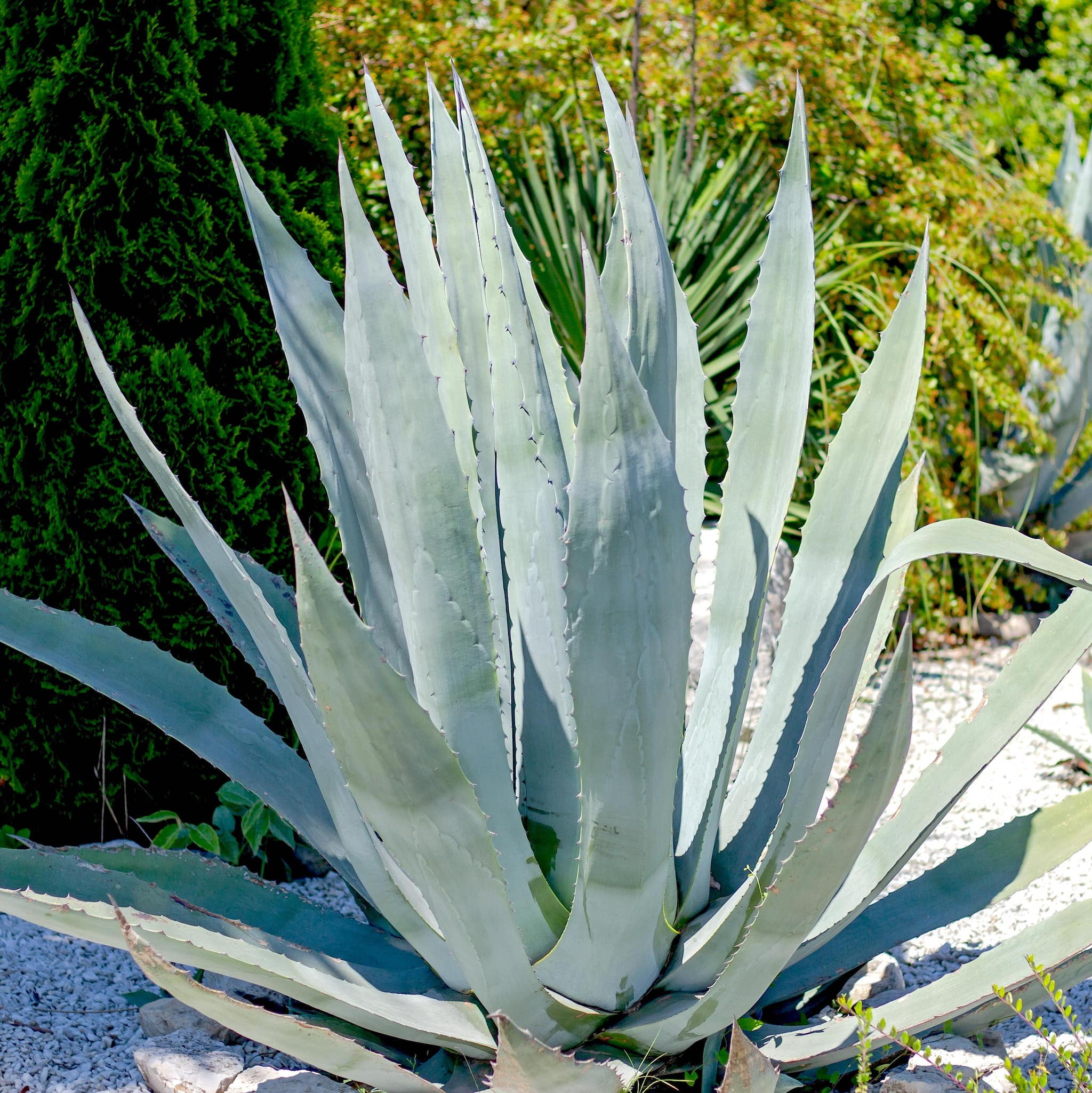 Americana Silver Agave - Walmart.com