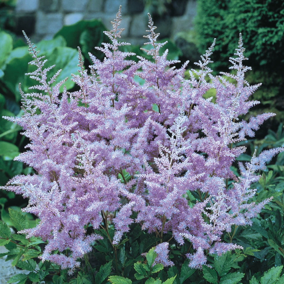 Amethyst Astilbe Dormant Bare Root Lavender Flowering Perennial Plant ...